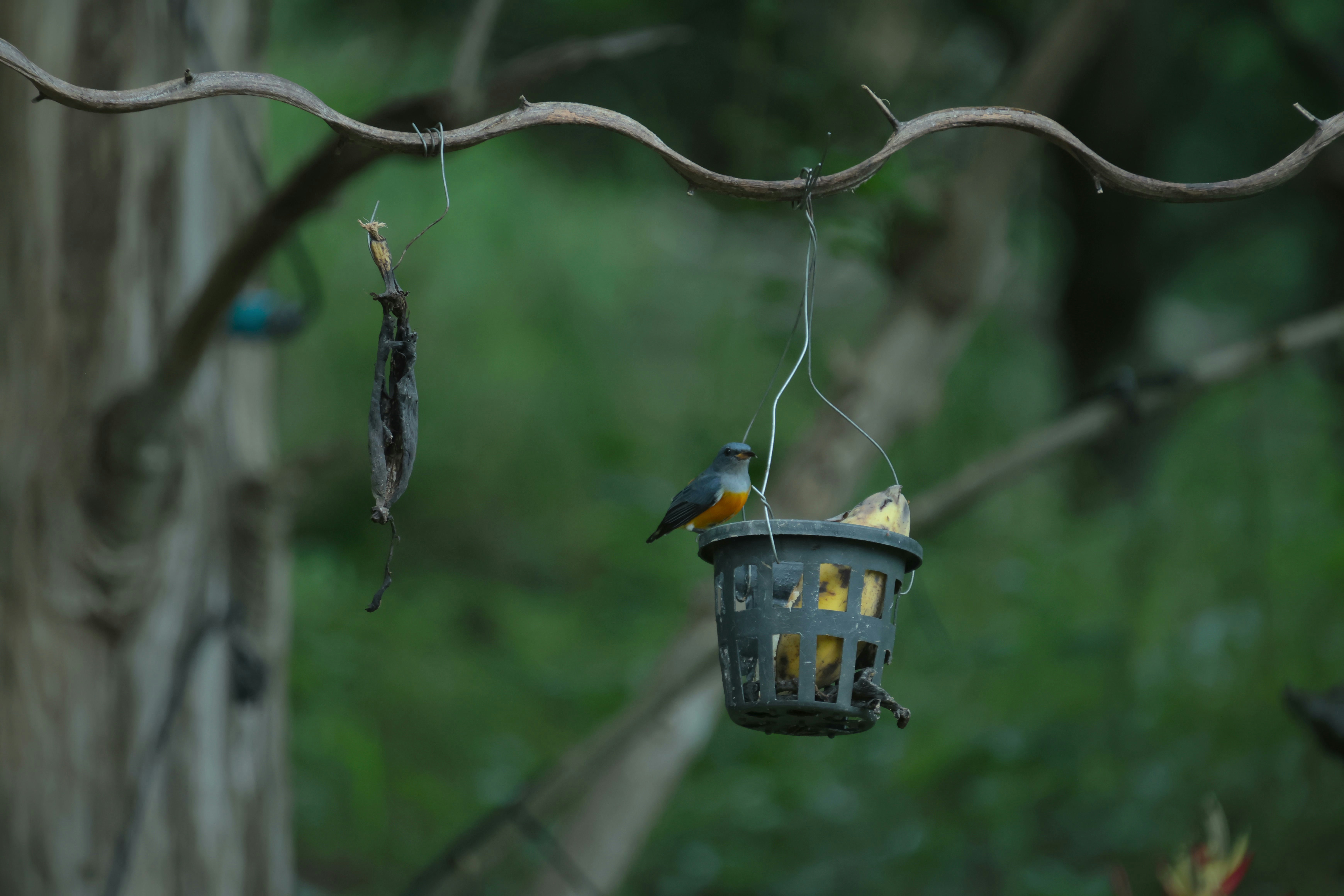 Tiny Orchard Sentinel: A Bluebird Pause by the Lantern Feeder