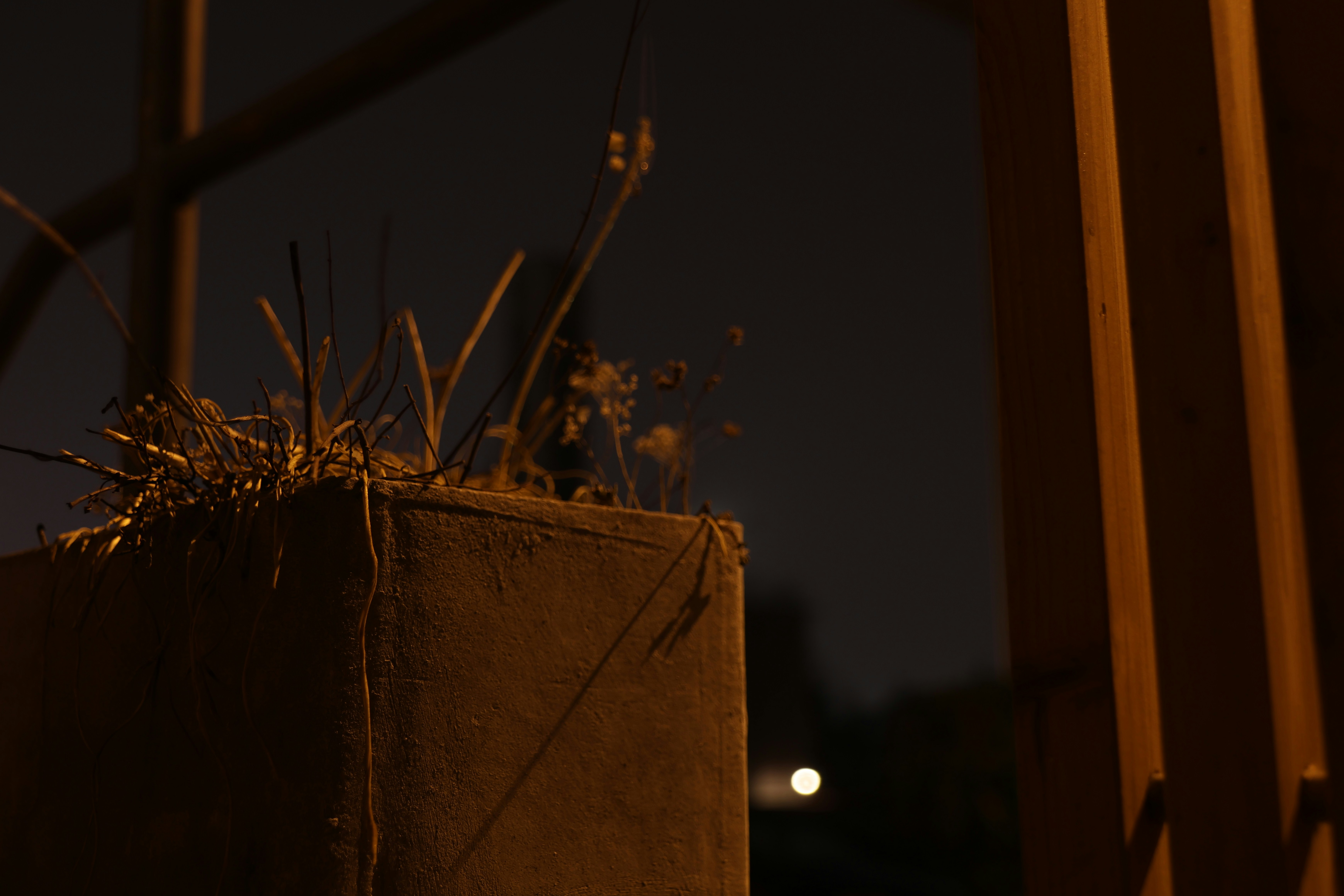 Nightbound planter on a dim balcony