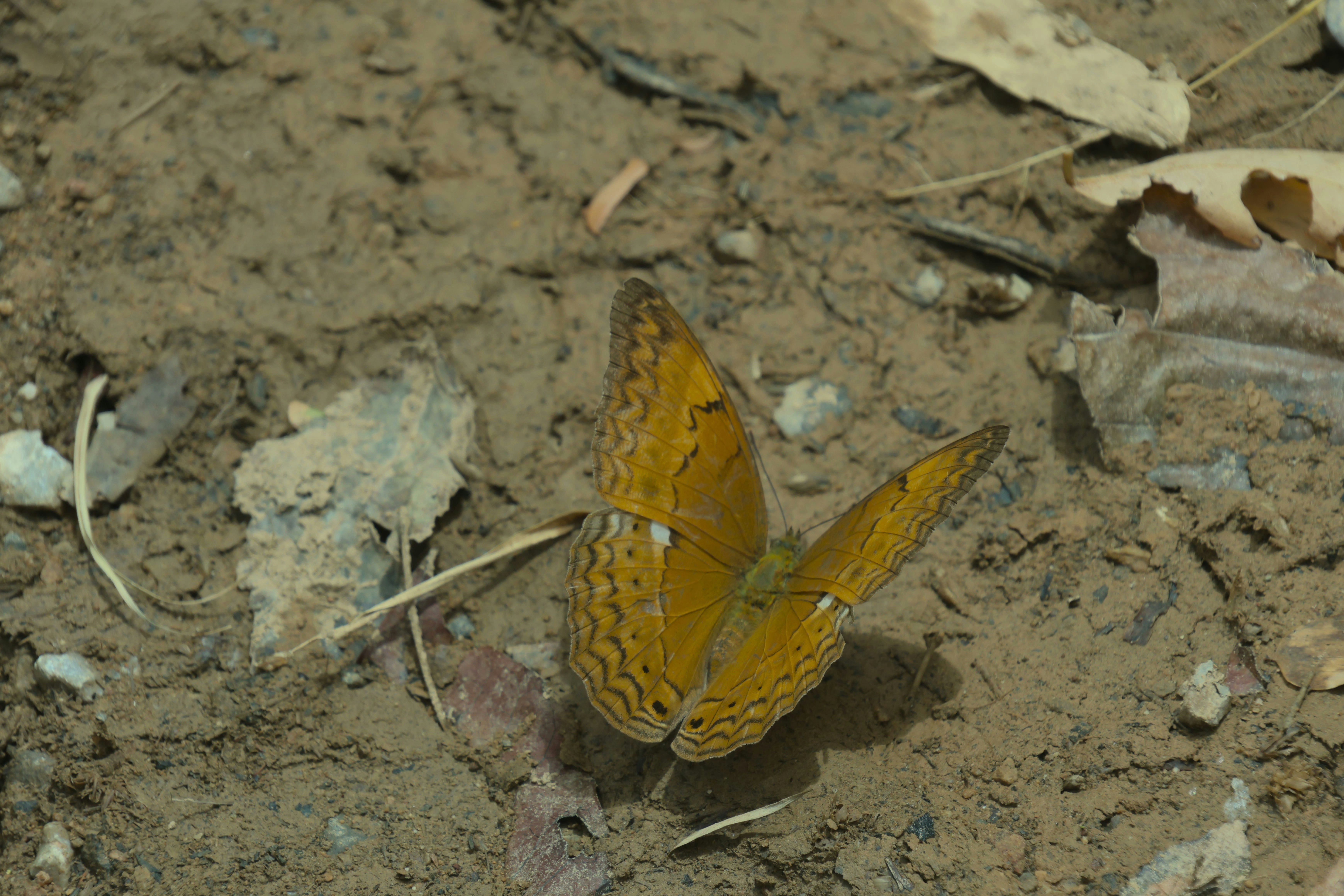 Golden Butterfly on sunlit soil: a close encounter with a delicate perch