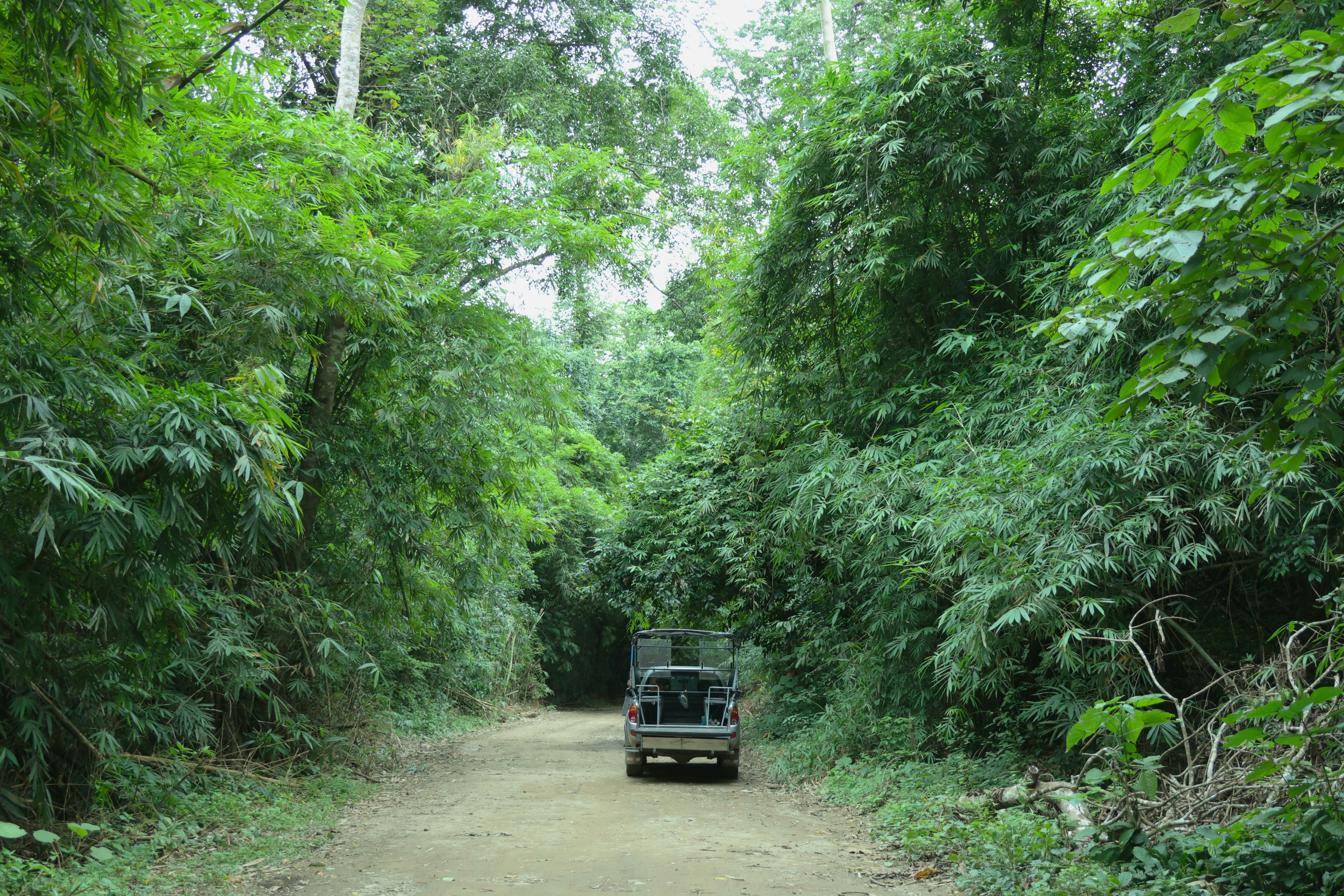 Dusty Forest Road: A Jeep vanishes into the Verdant Tunnel