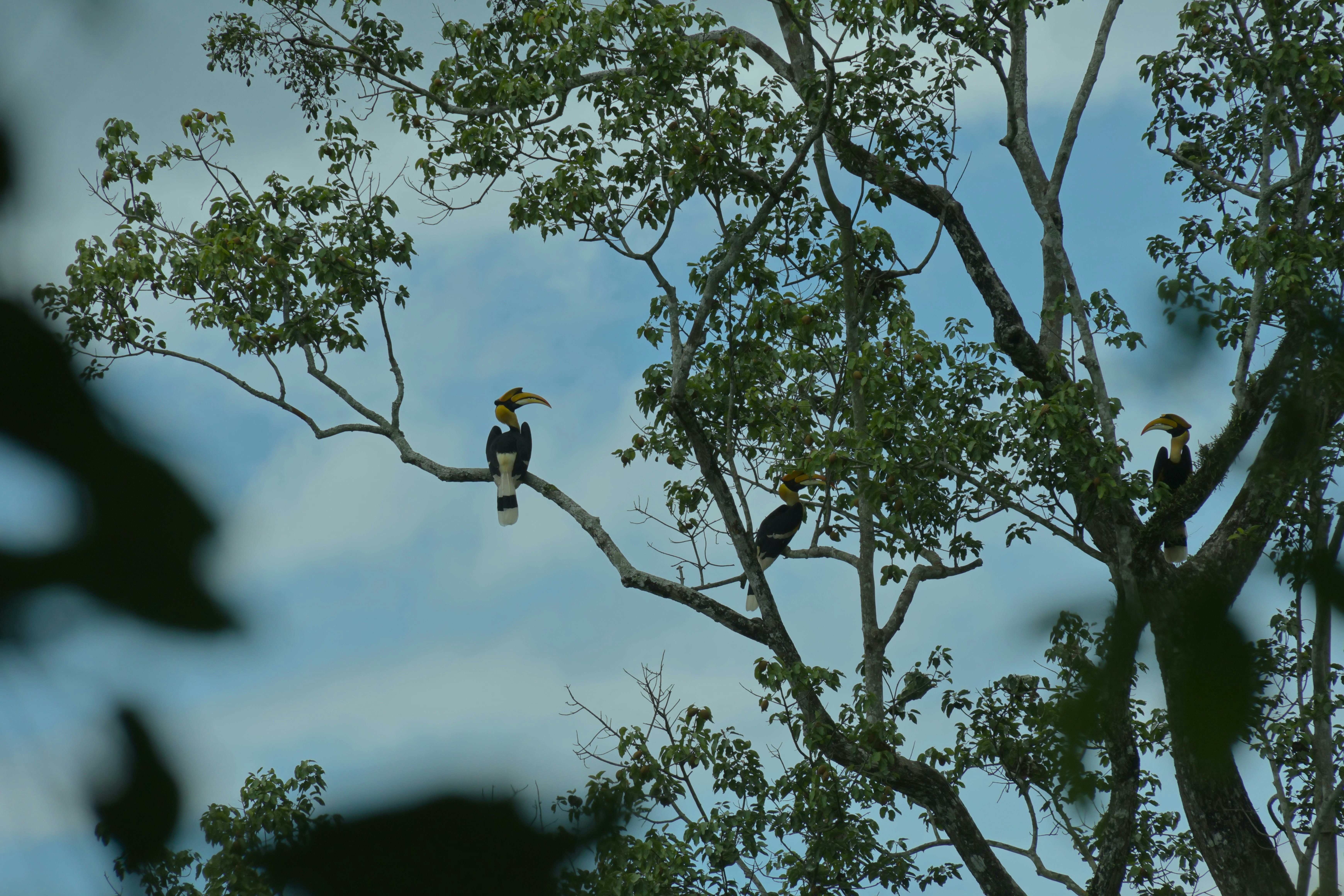 Dual Hornbills Gracing a Calm Canopy in Afternoon Light