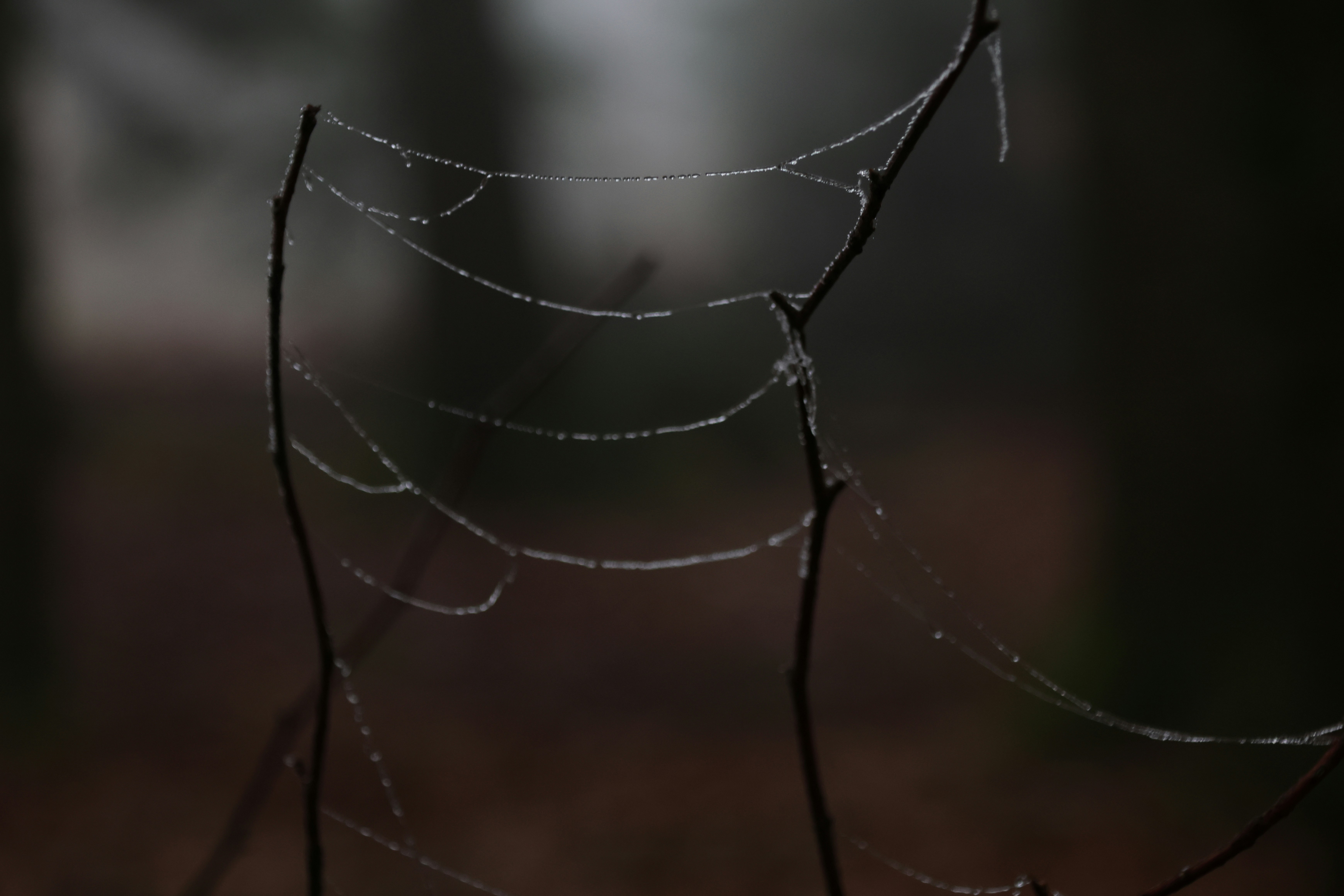 Silent Web in a Dim Forest Frame