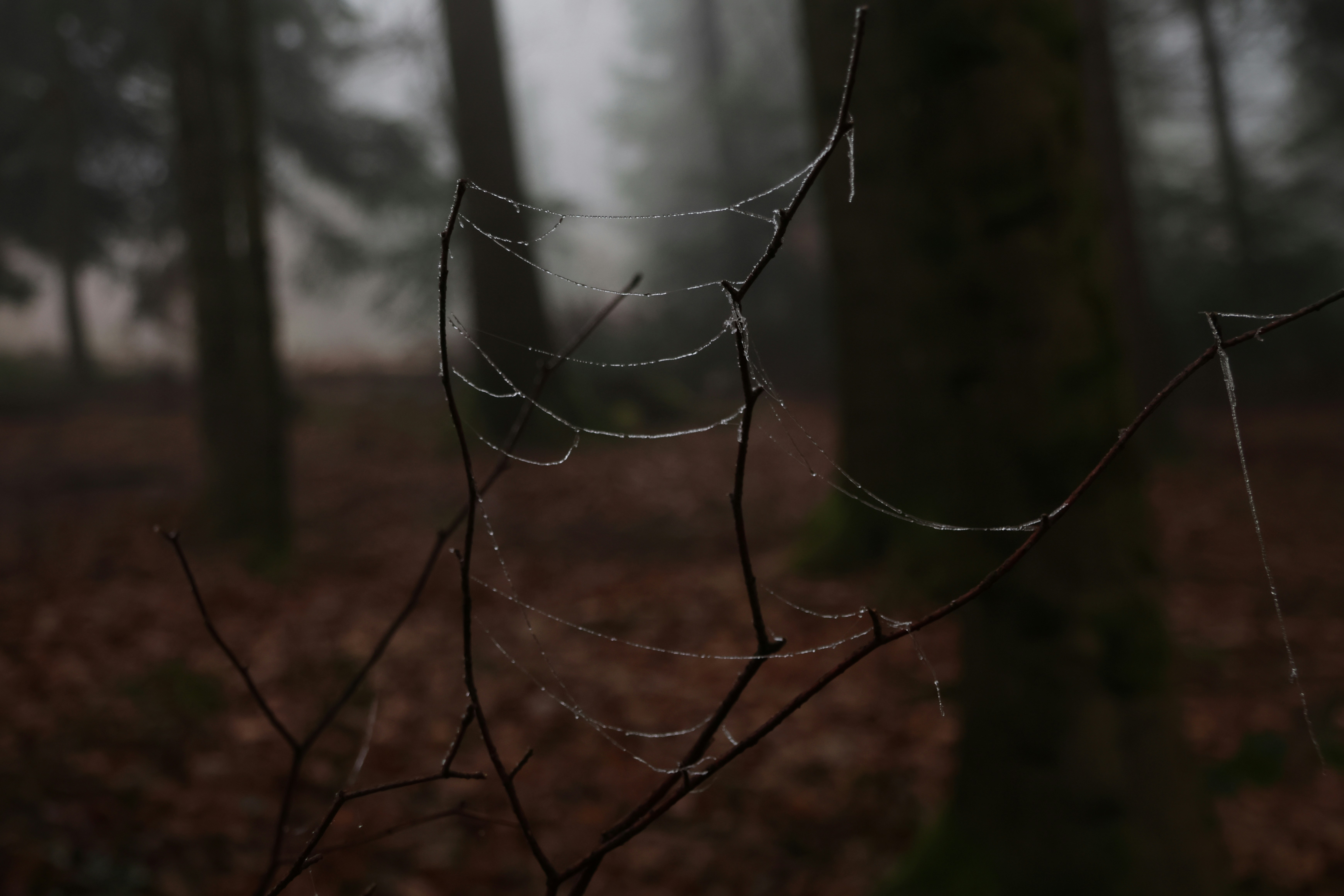 Midwinter Web: Dew-Crafted Silk in a Fogged Forest