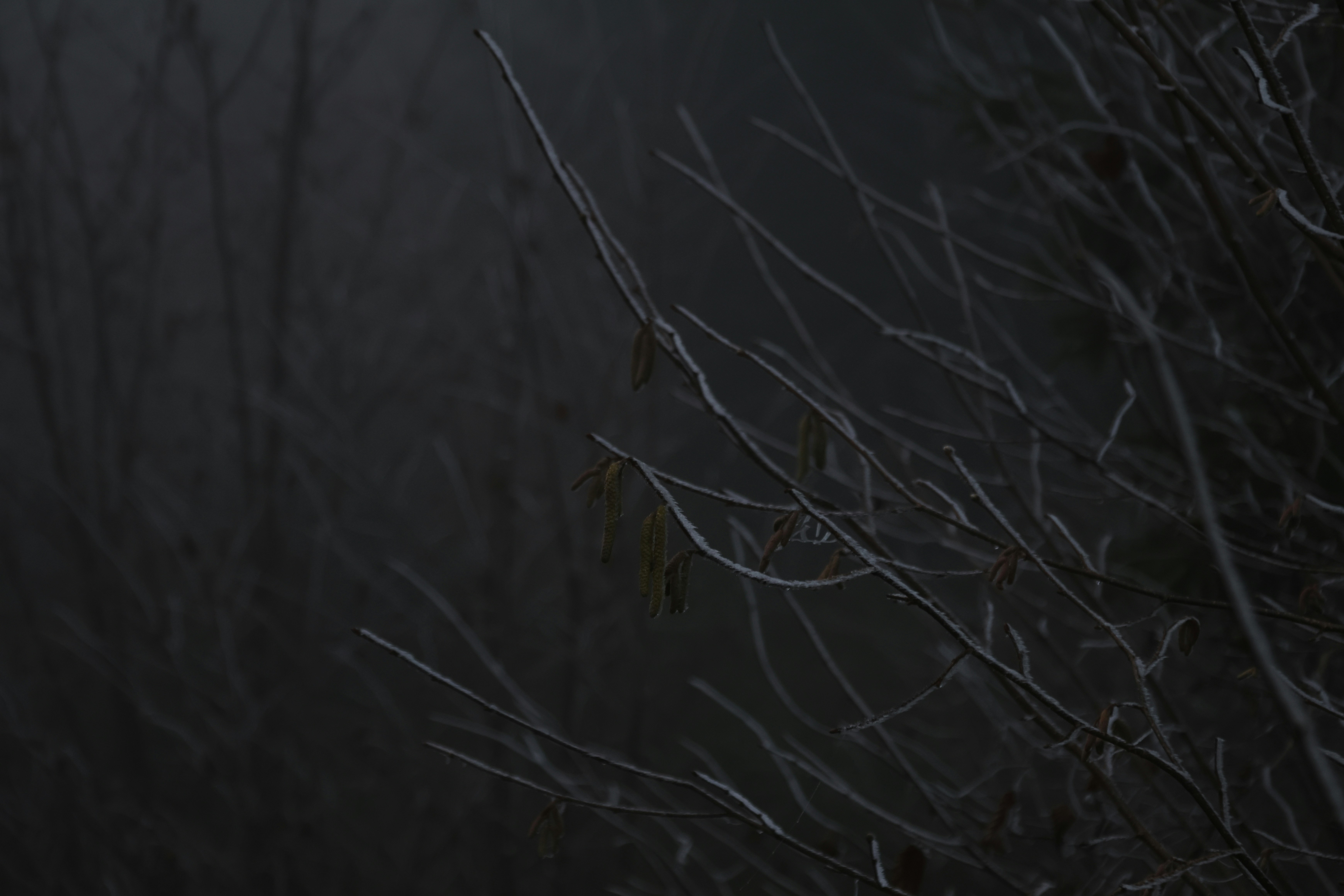 Shadowed Willow Branches in Dim Twilight