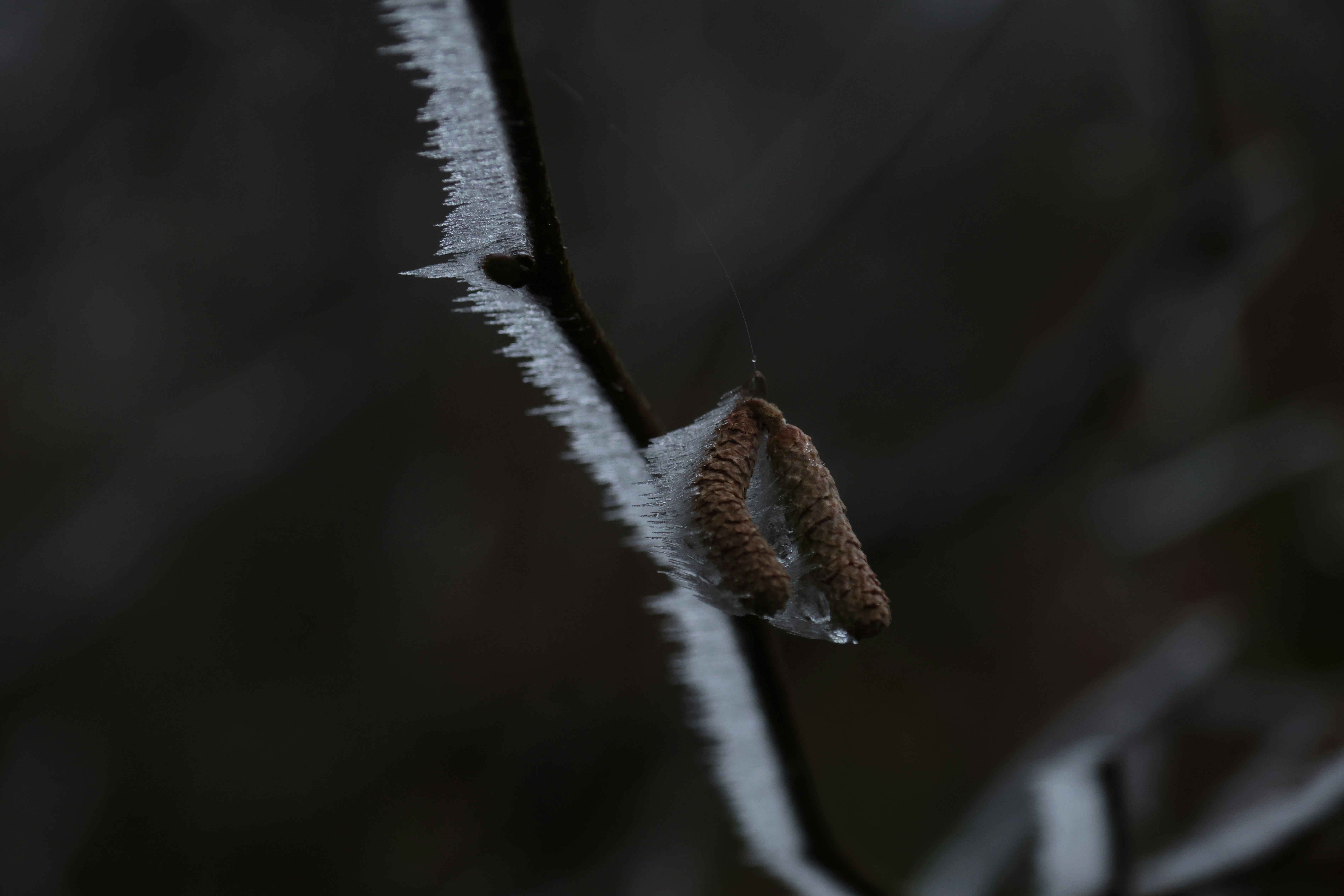 Frostbound Bud: A Withered Seedpod Clung to Frosted Stem