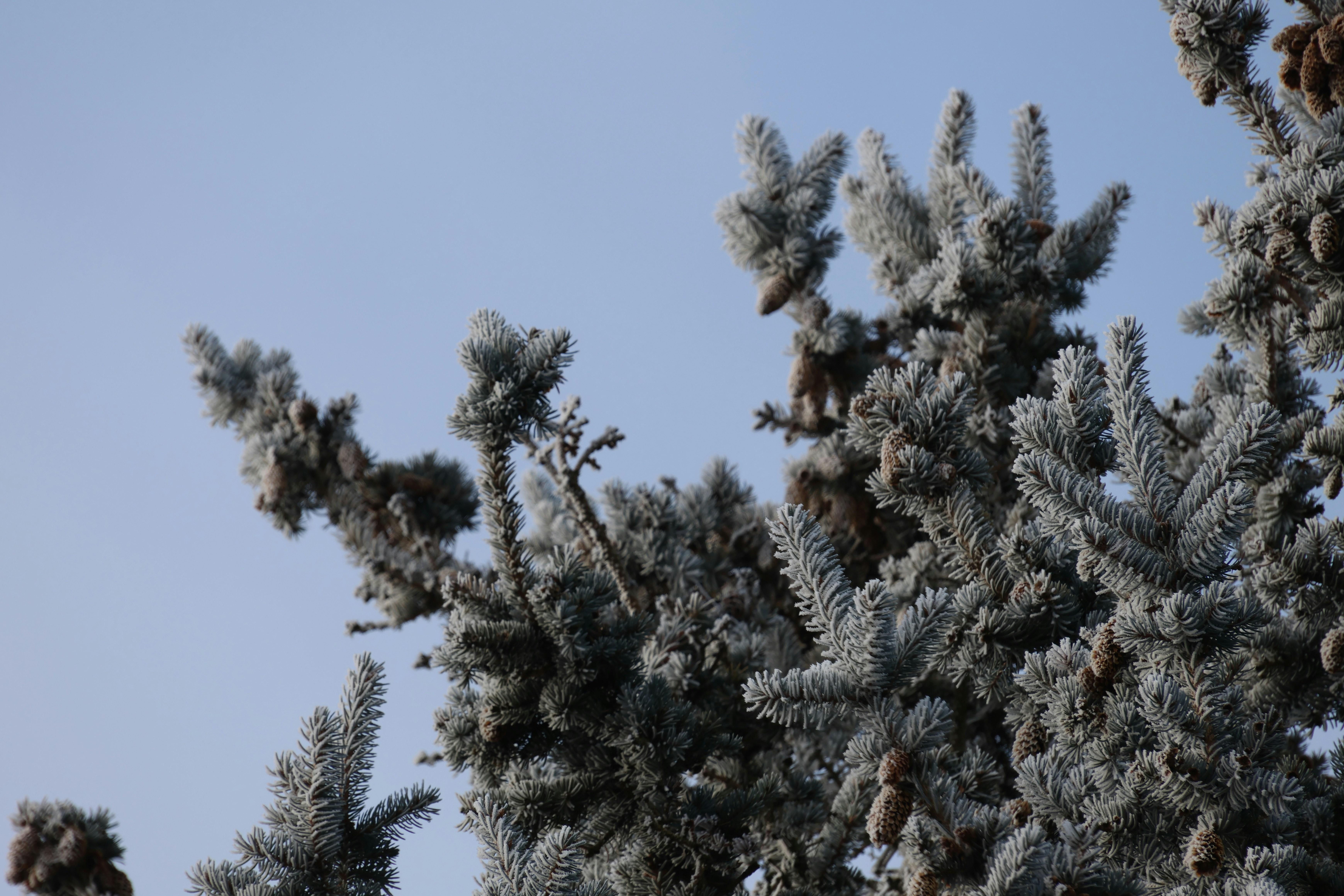 Frosted Spruce: Winter’s Quiet Frost on Needle Bracts