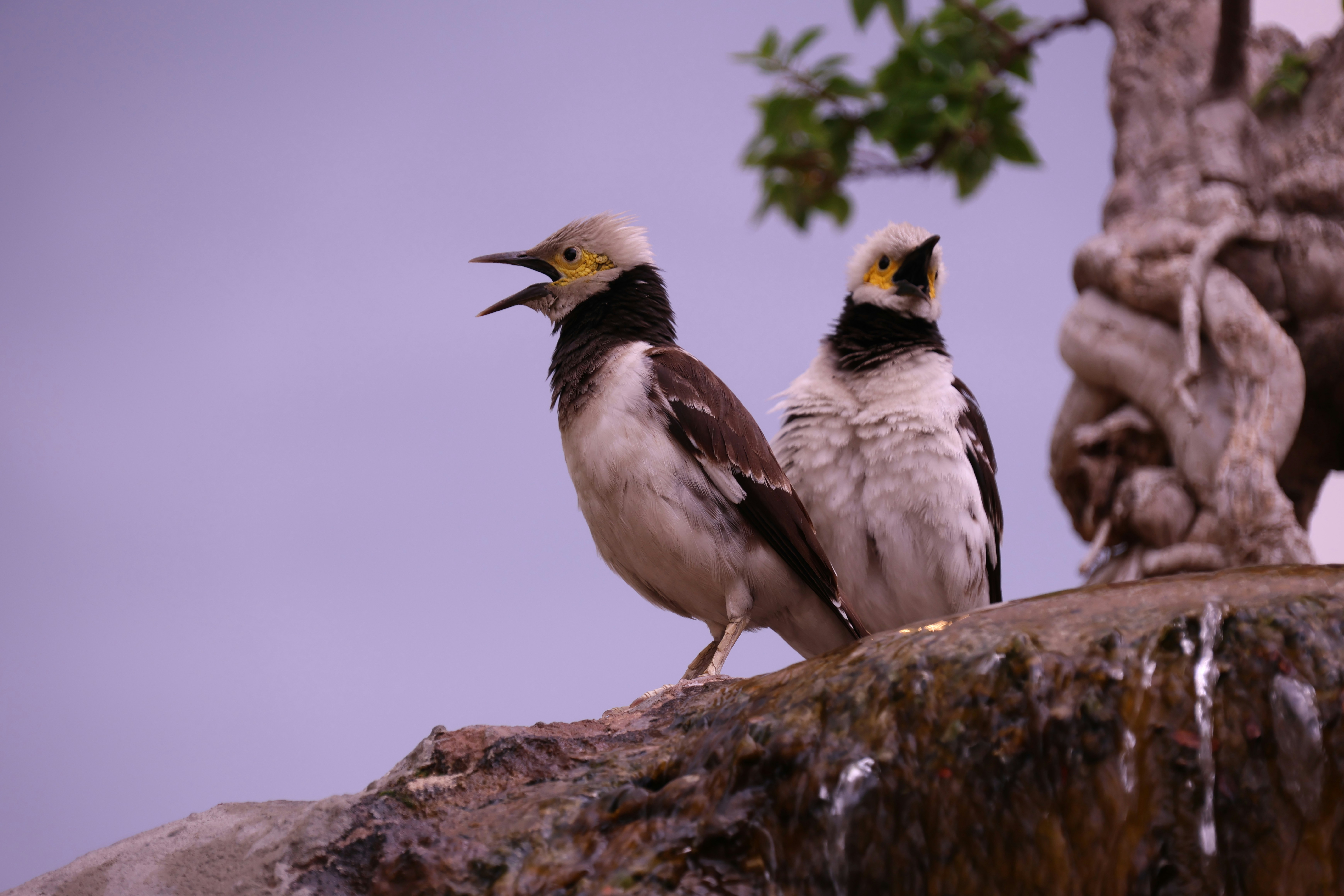Two black-crowned kingbirds perched on a rocky edge with open beaks against a purple sky. Illustration-like natural scene highlighting vocal moment.