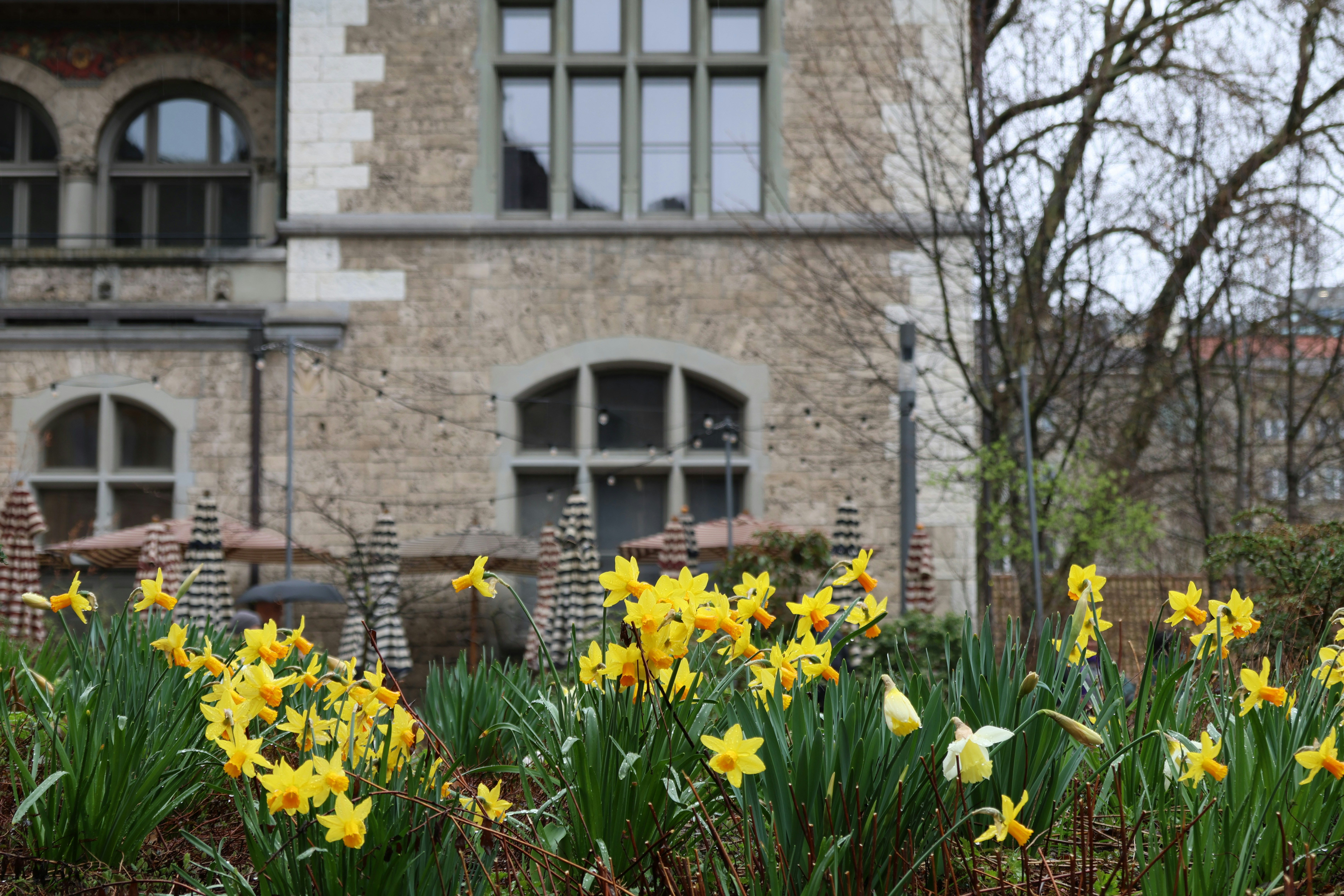 Yellow Daffodils at the Foot of an Old Brick Building