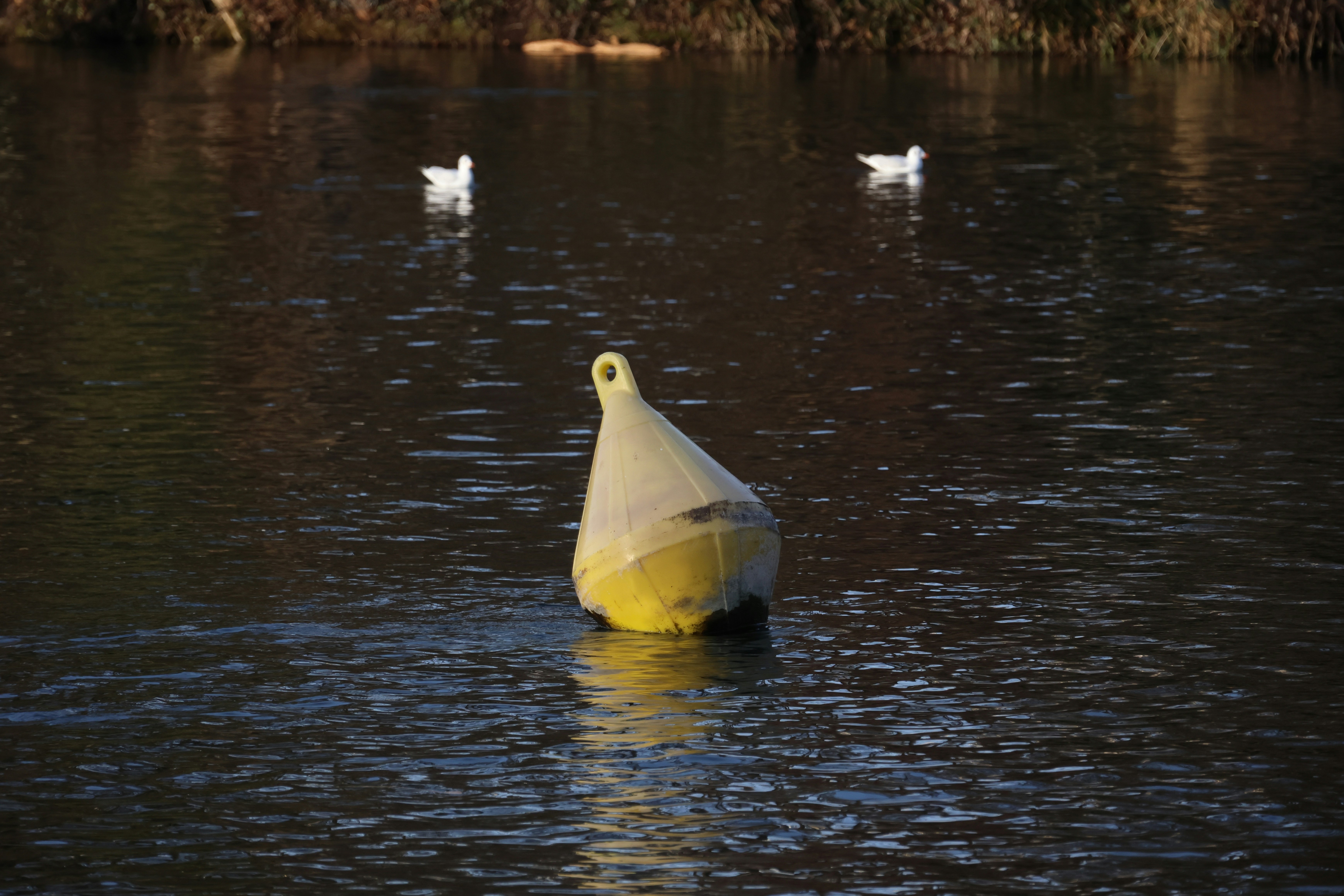 Floating sentinel: yellow buoy anchored in calm river