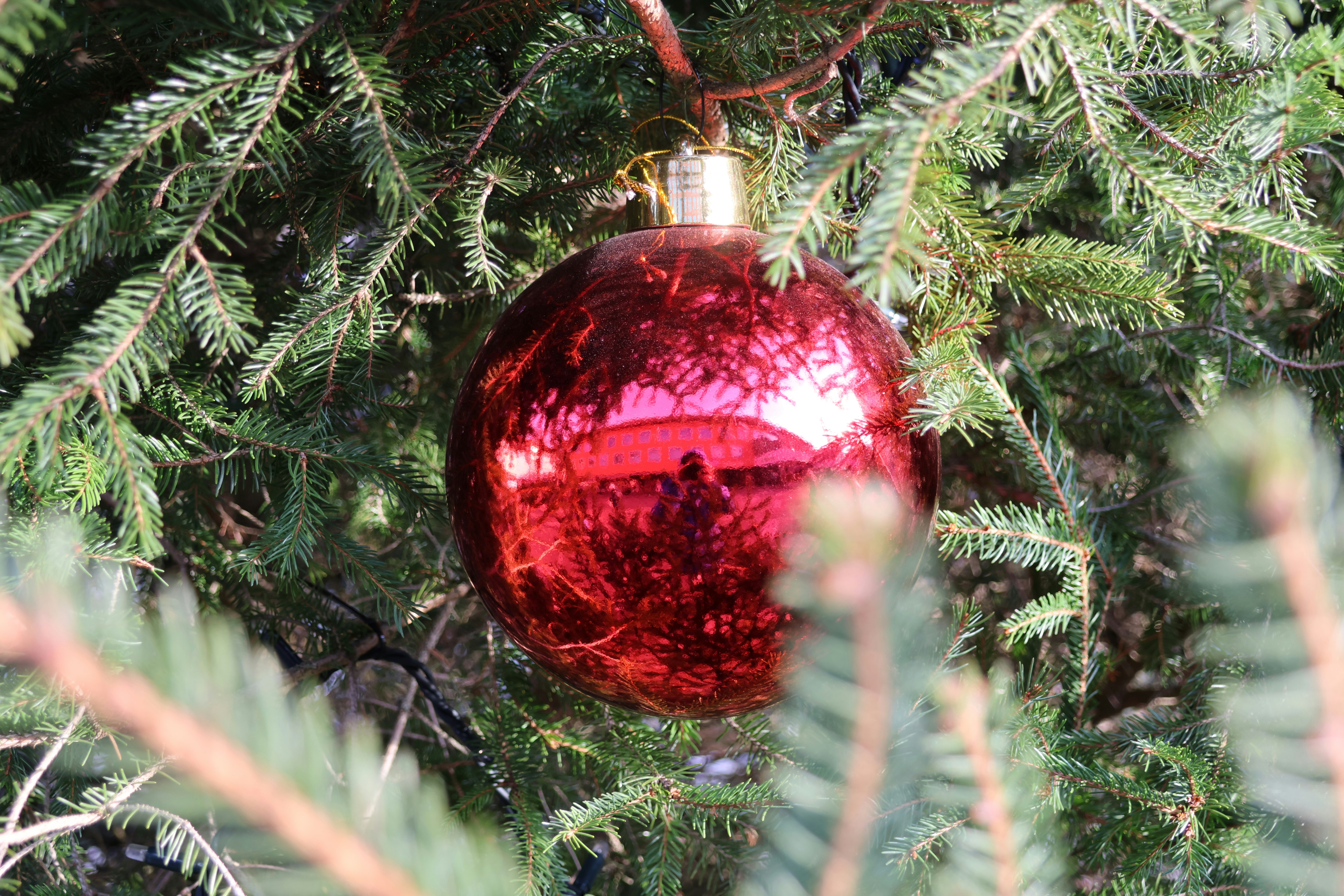 Crimson Bauble amid Green Pines