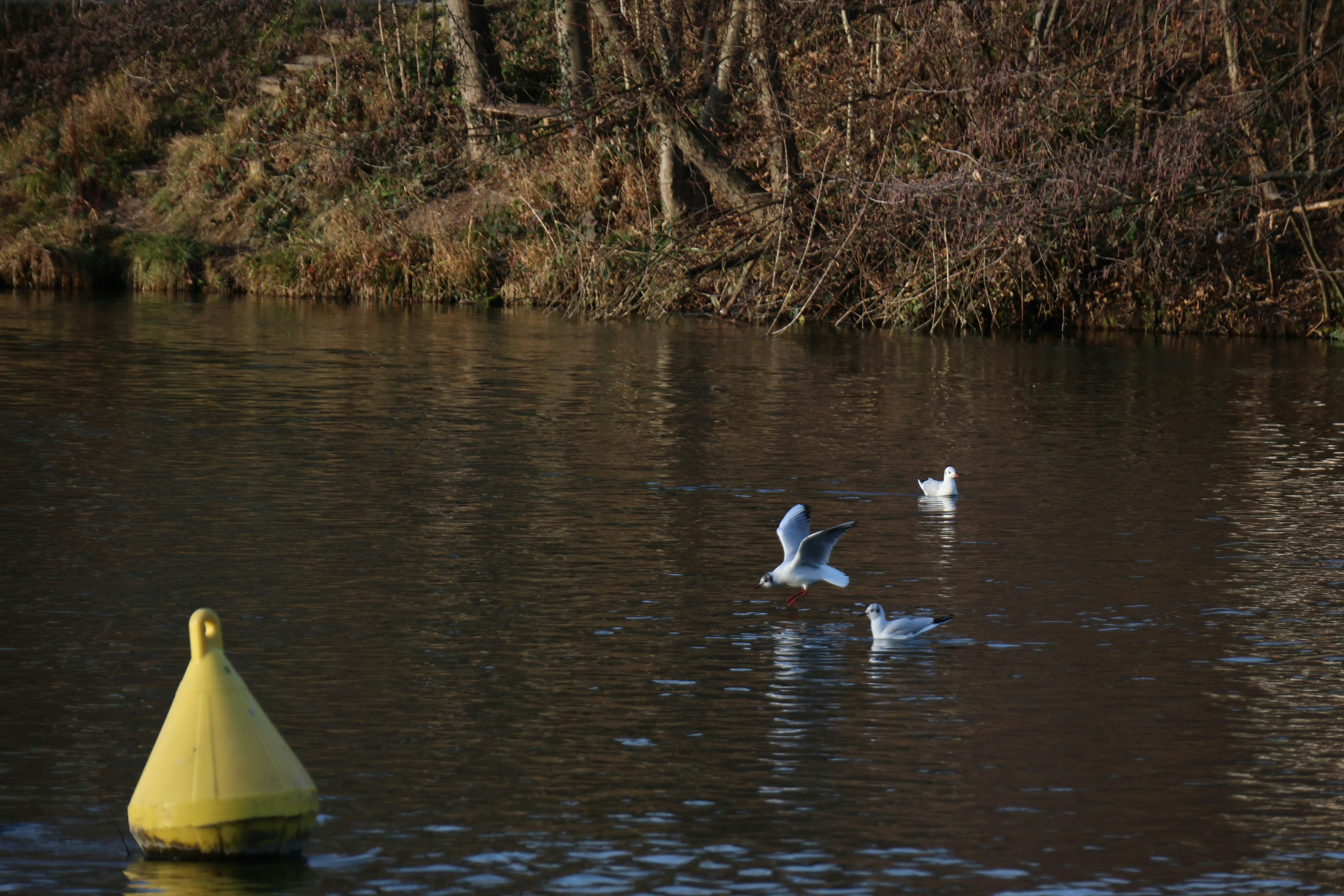 Yellow Buoy and Ring of Wings: A Quiet River Moment