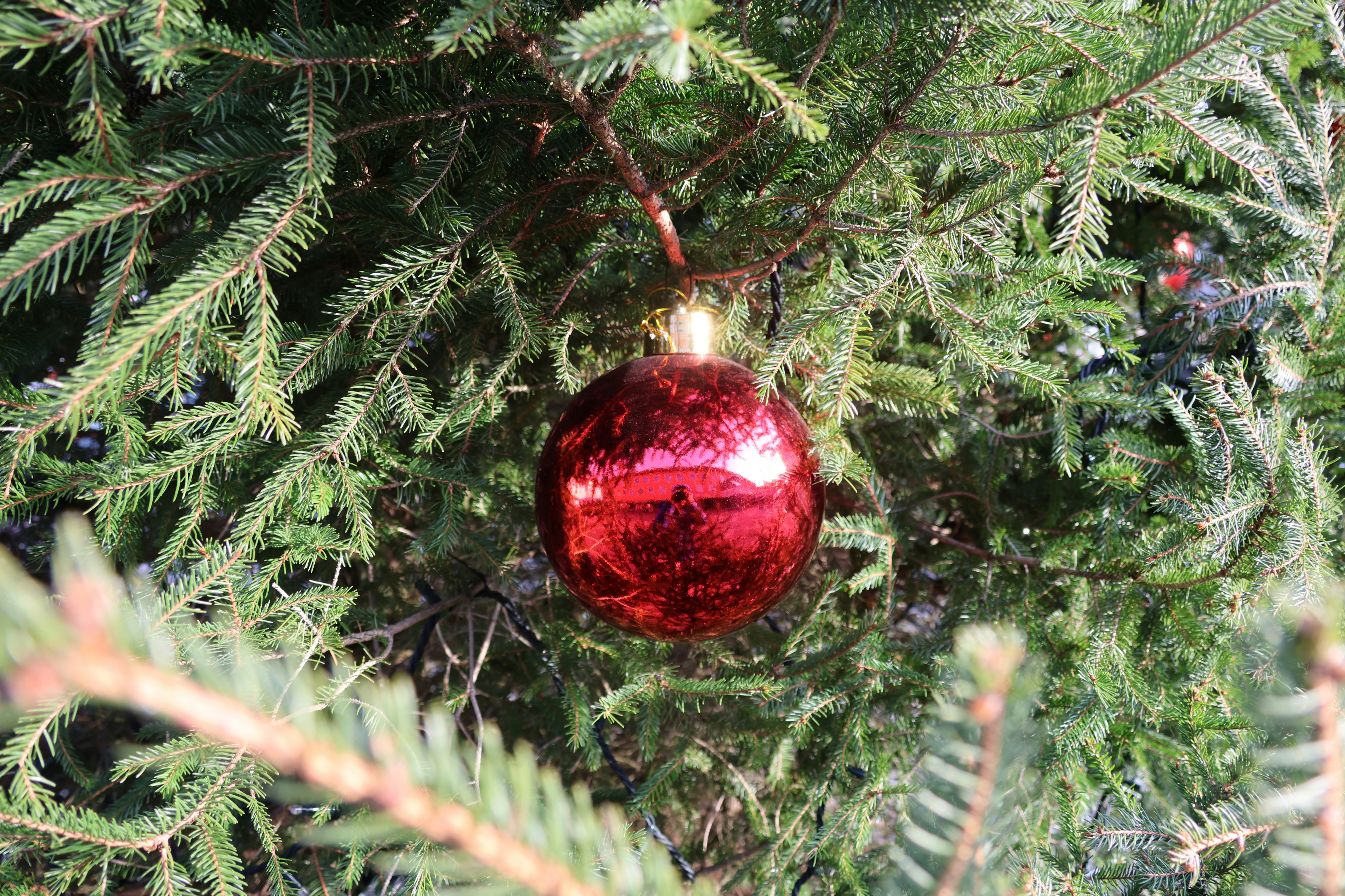Red Christmas Bauble Nestled in Evergreen Embrace