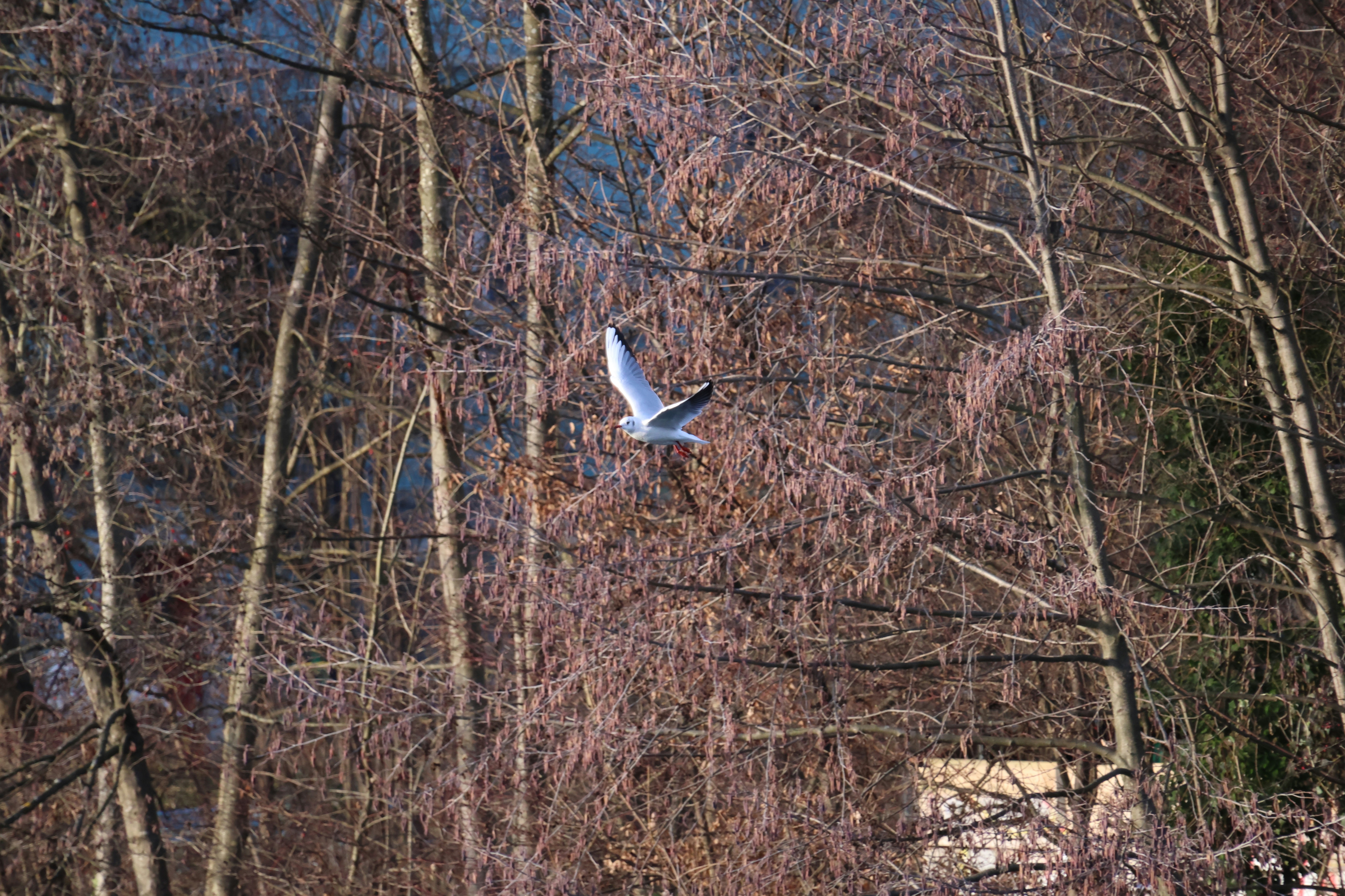 Winged Silhouette Over Bare Branches