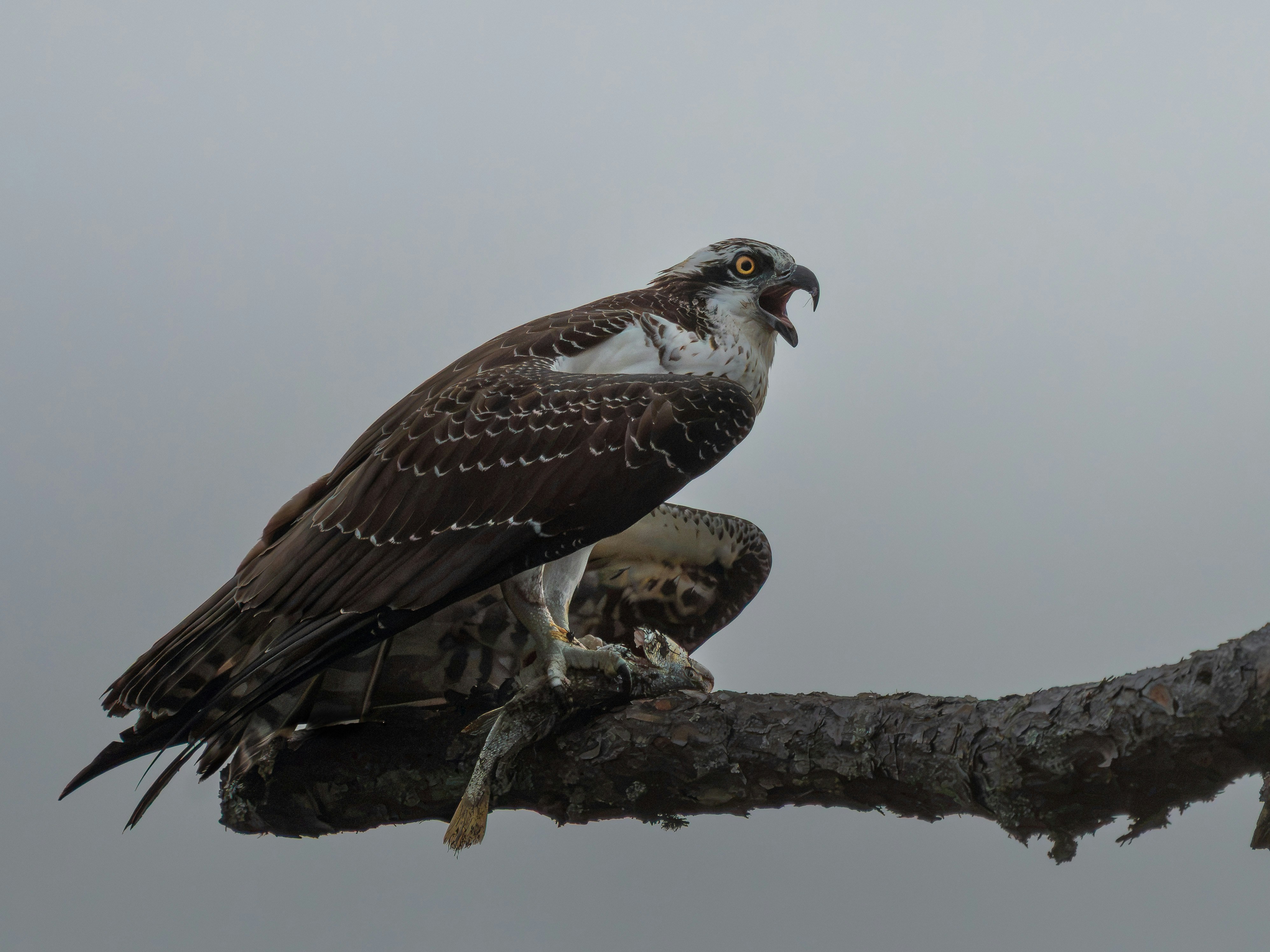 Raptor On a Weathered Branch: A Watchful Gaze in Grey Skies