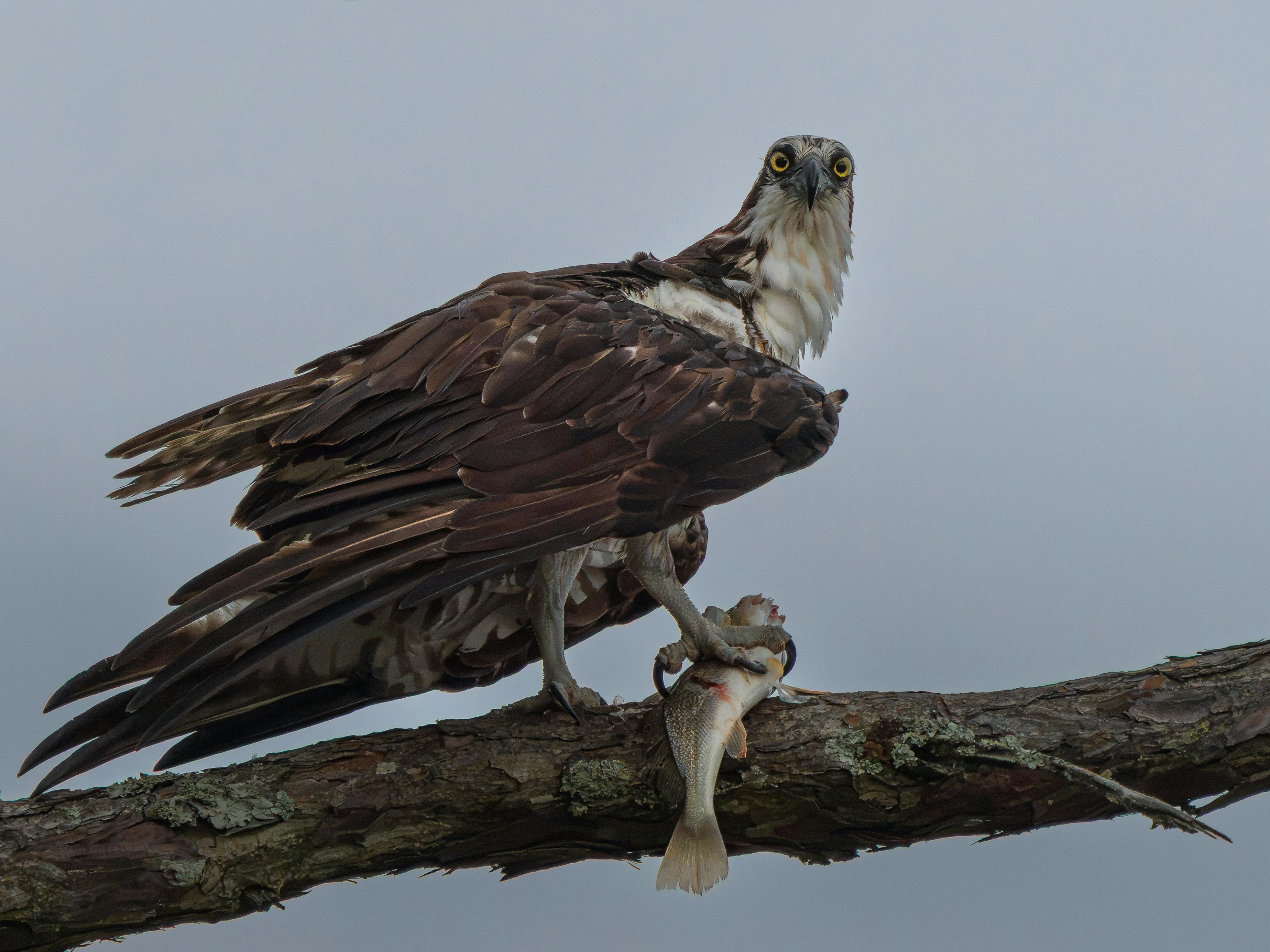 Osprey Over a Tattered Branch