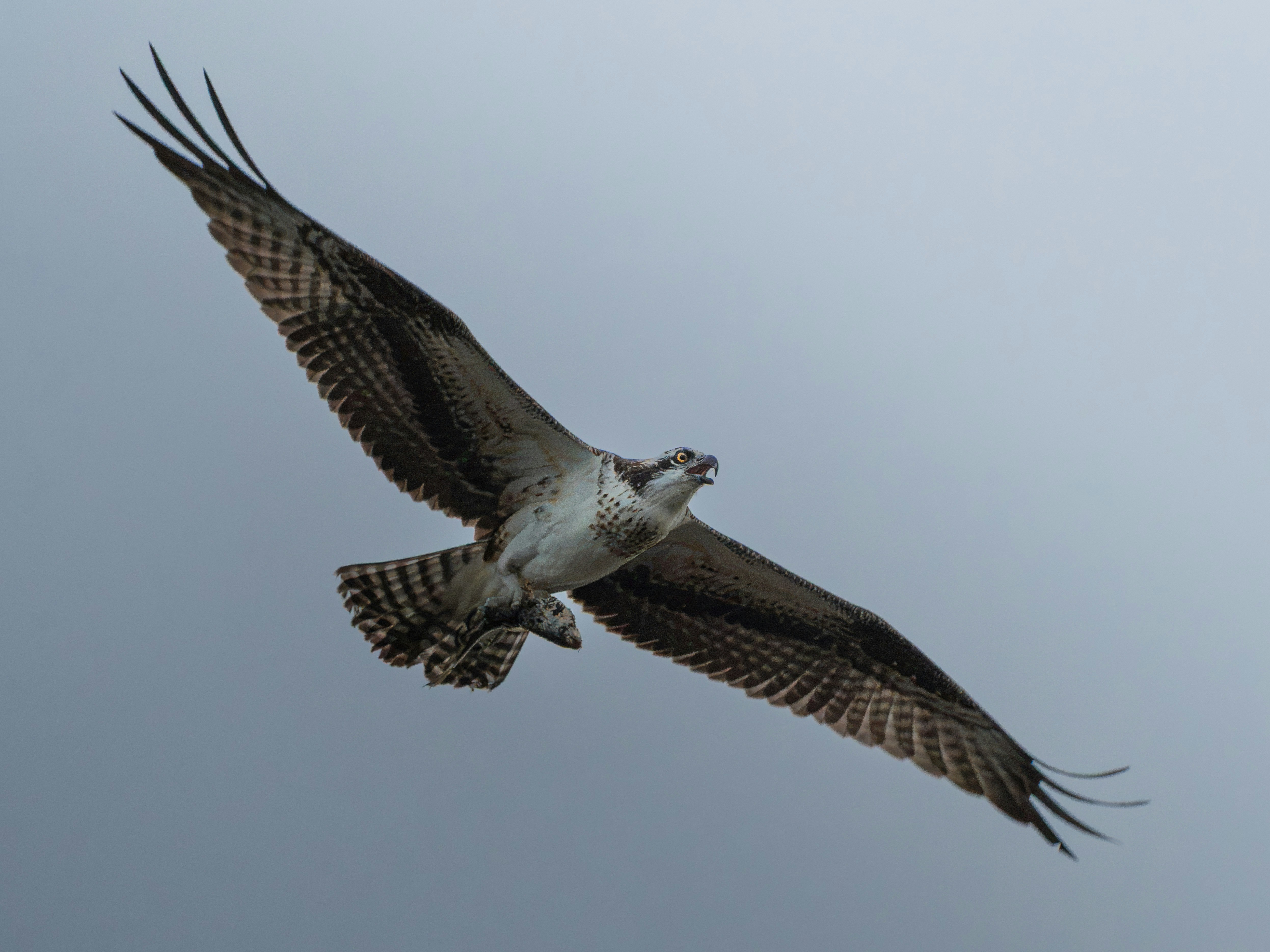 Against the Wind: A Peregrine Surfaces in a Pale Sky