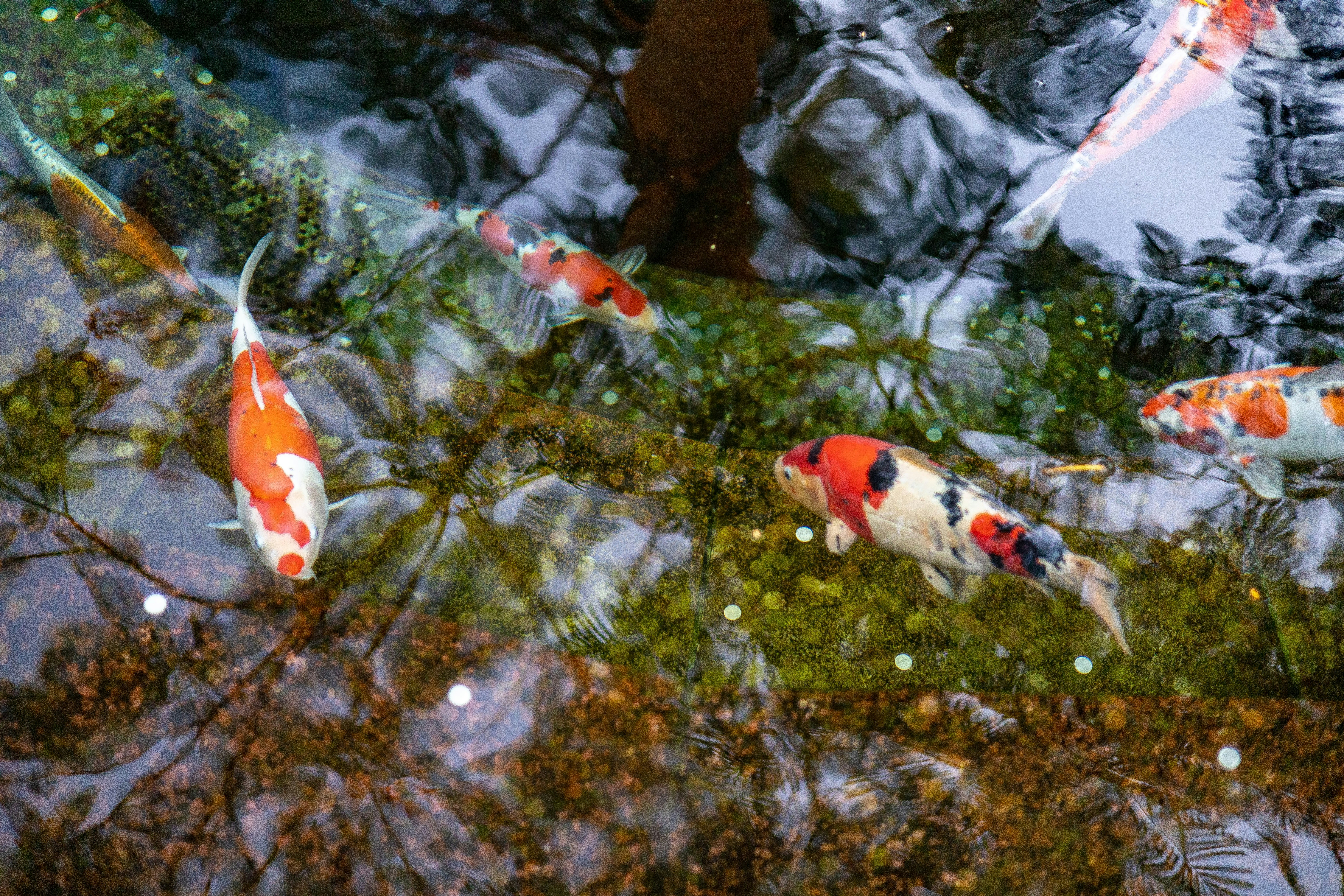 Koi Ballet: A Swim Through Reflective Garden Light