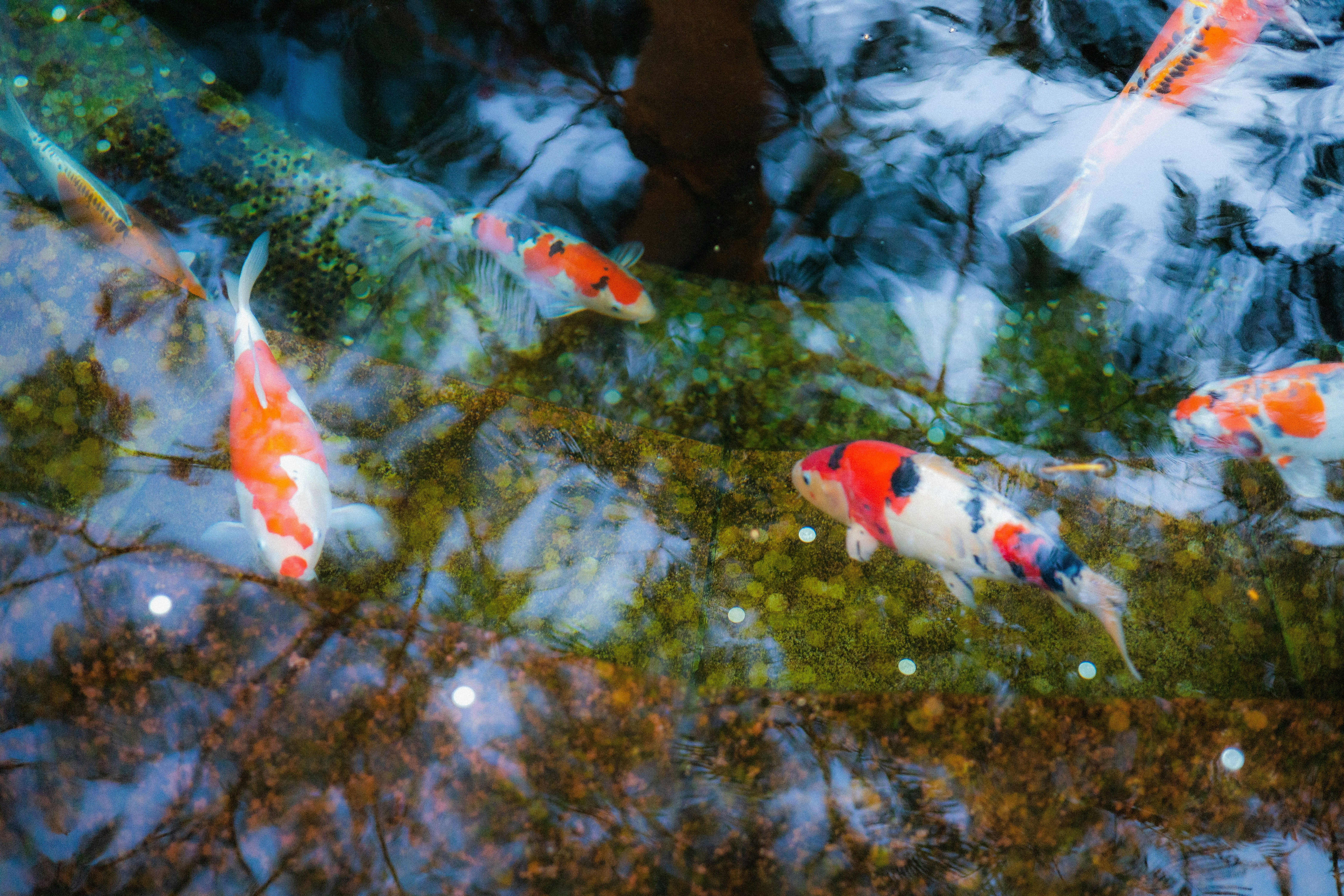 Koi Parade: Vivid Scales Across a Quiet Water Surface