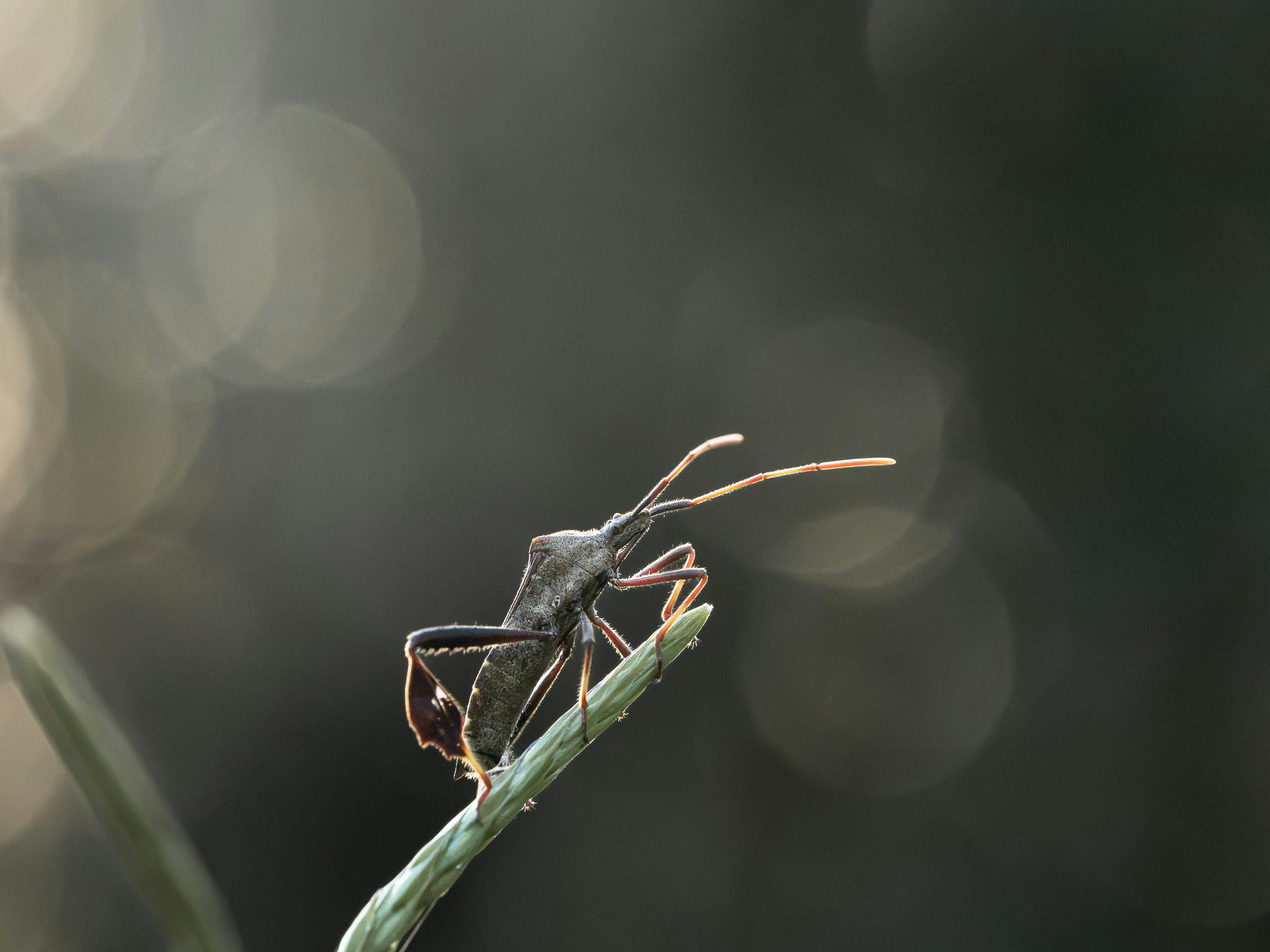 Antlered Insect on a Grassy Crest at Golden Hour
