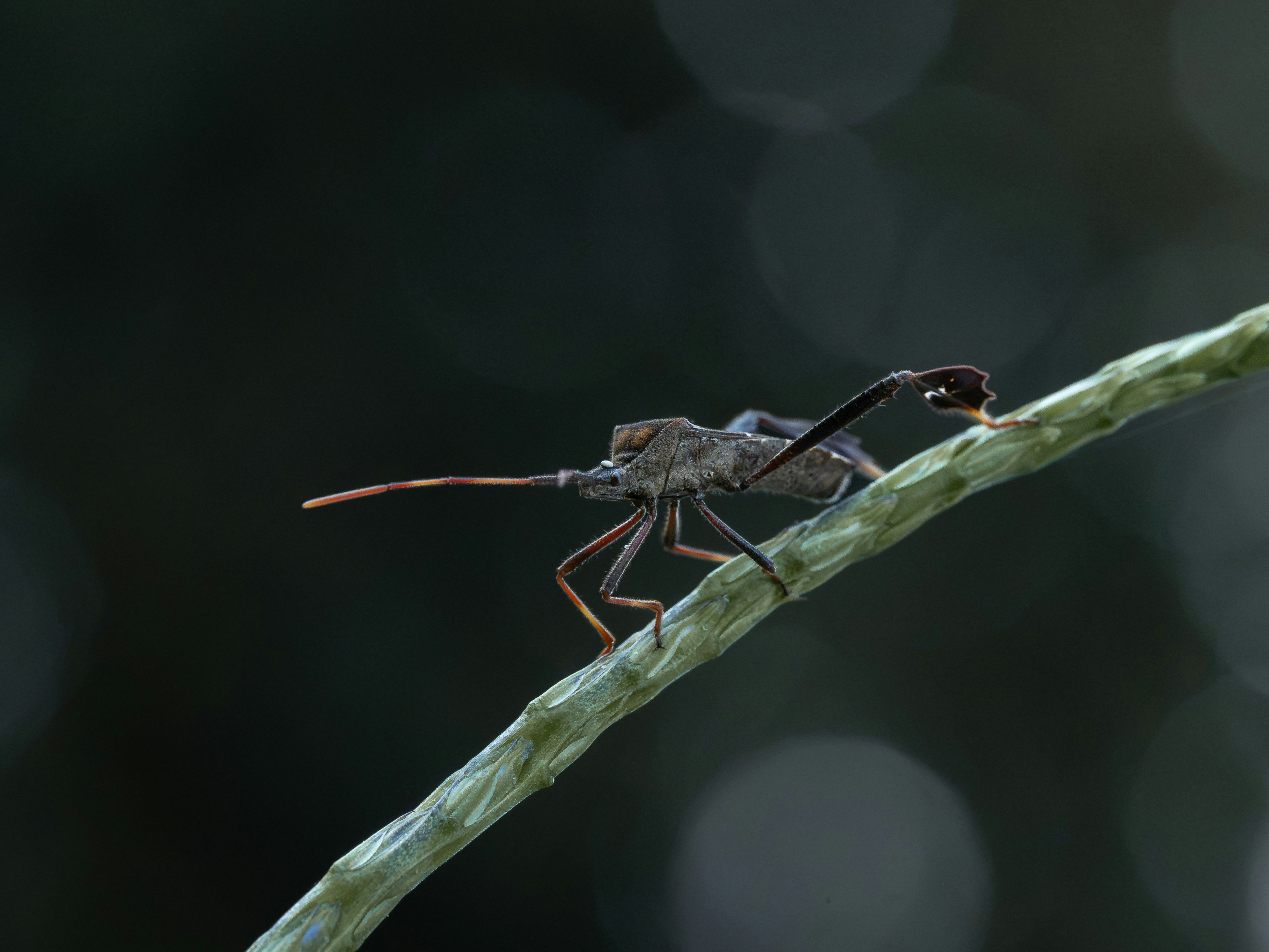 Long-legged silhouette perched on a curved twig