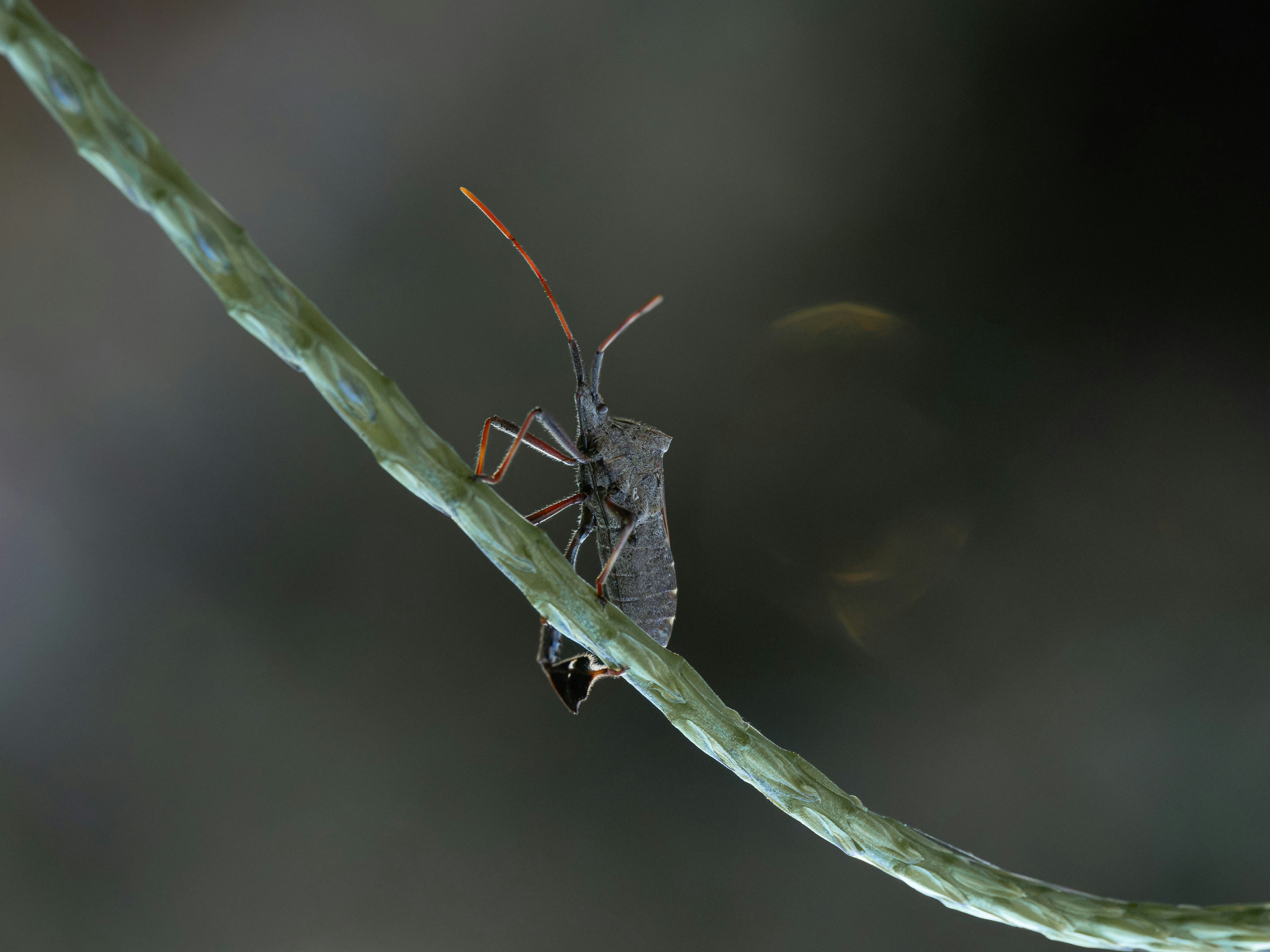 Vertical stalk, quiet predator: a lone insect clinging to a twisted vine