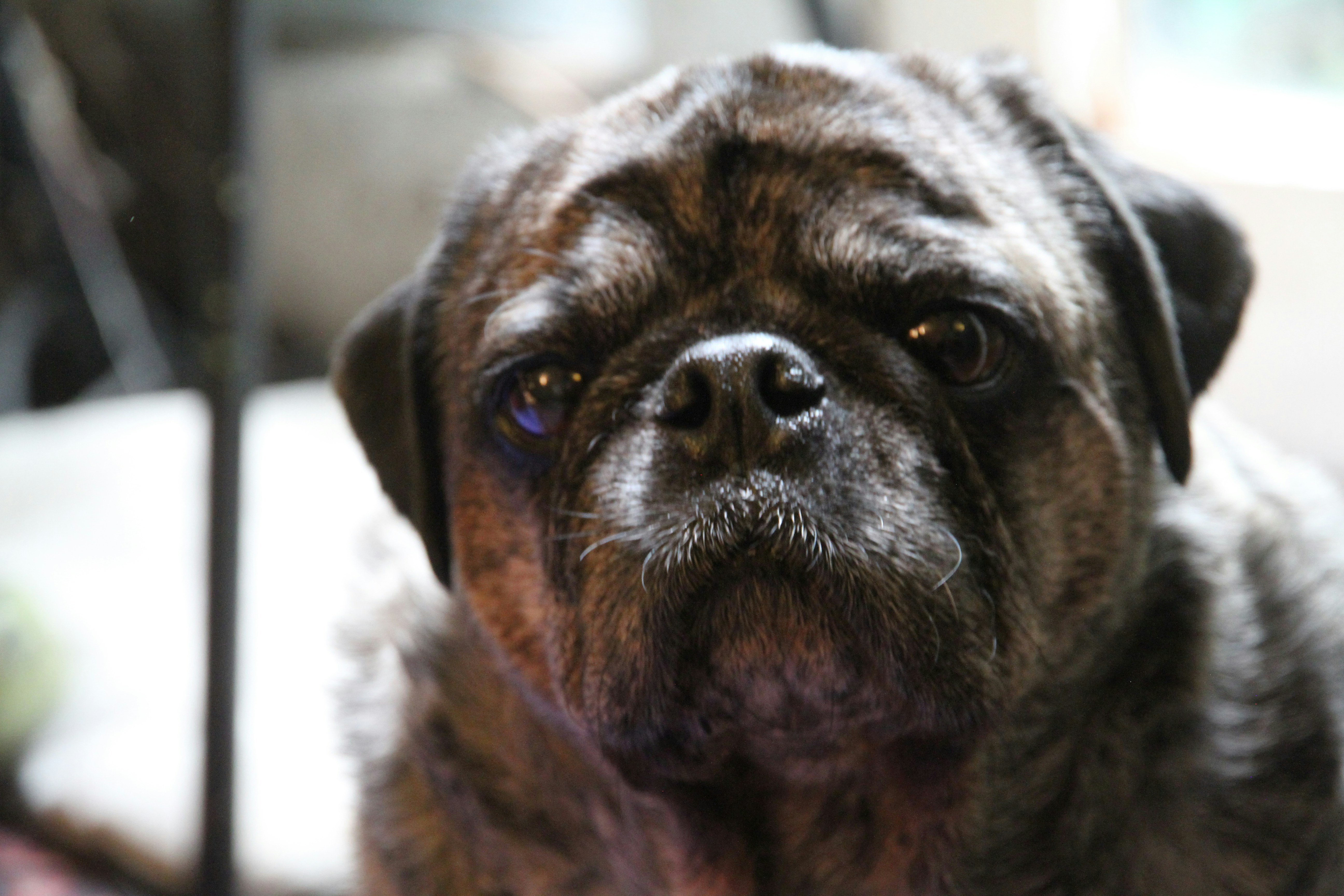 Eyes Forward: A Soft-Filter Portrait of a Pug