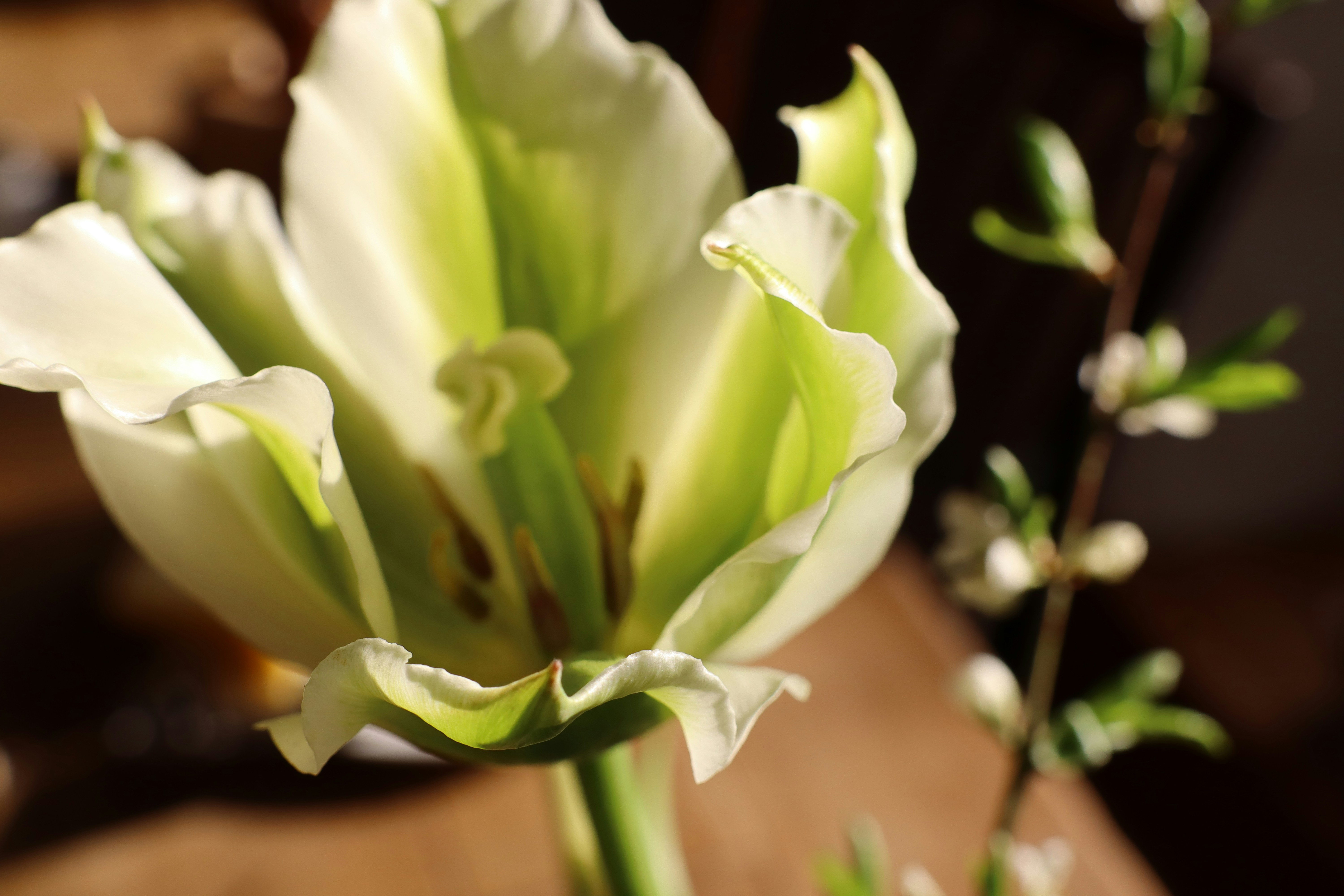 Close-Up Bloom: Ivory Tulip Fringed with Soft Backlight