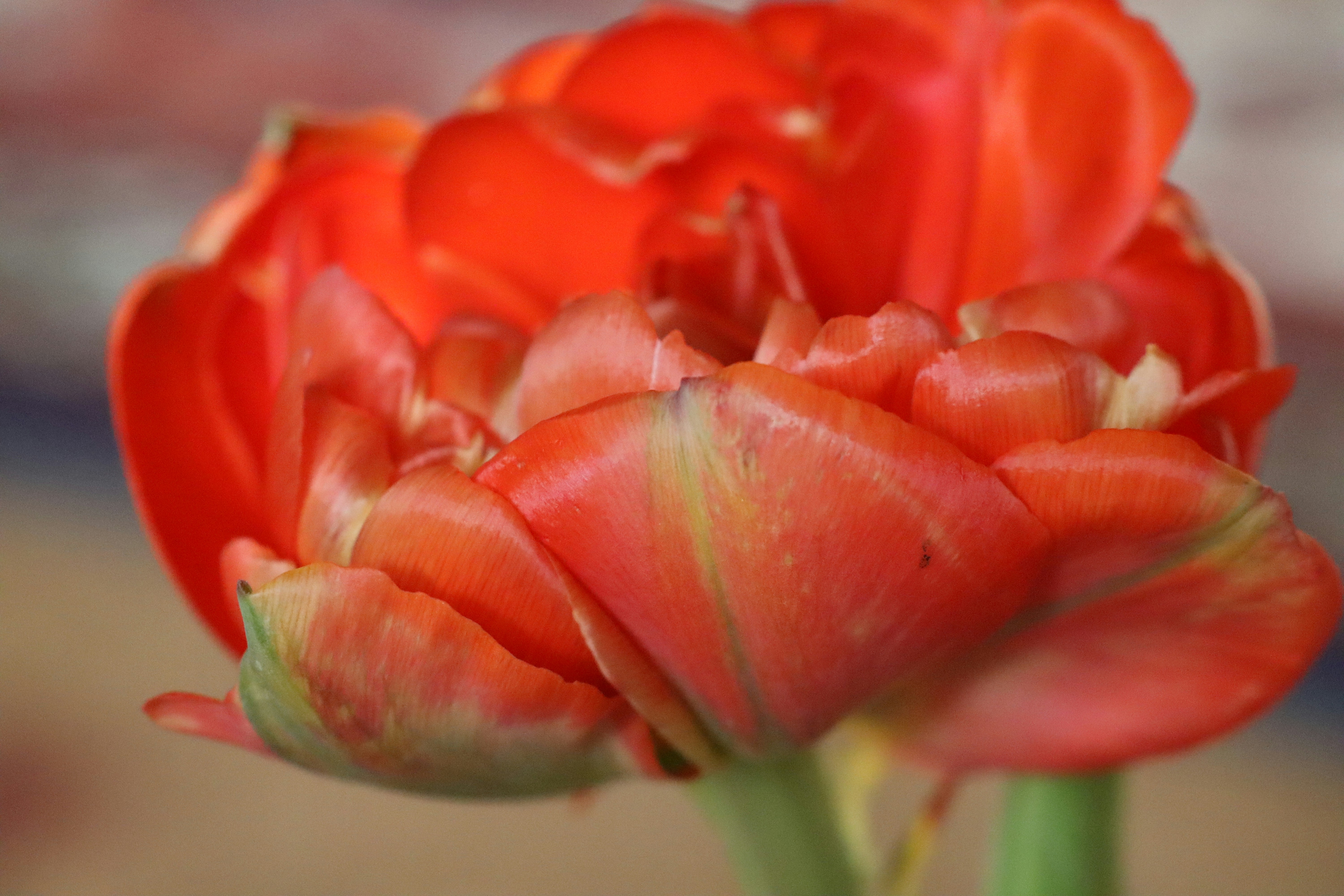Close-Up Ember Bloom: Coral Tulip Unfolding Under Soft Light