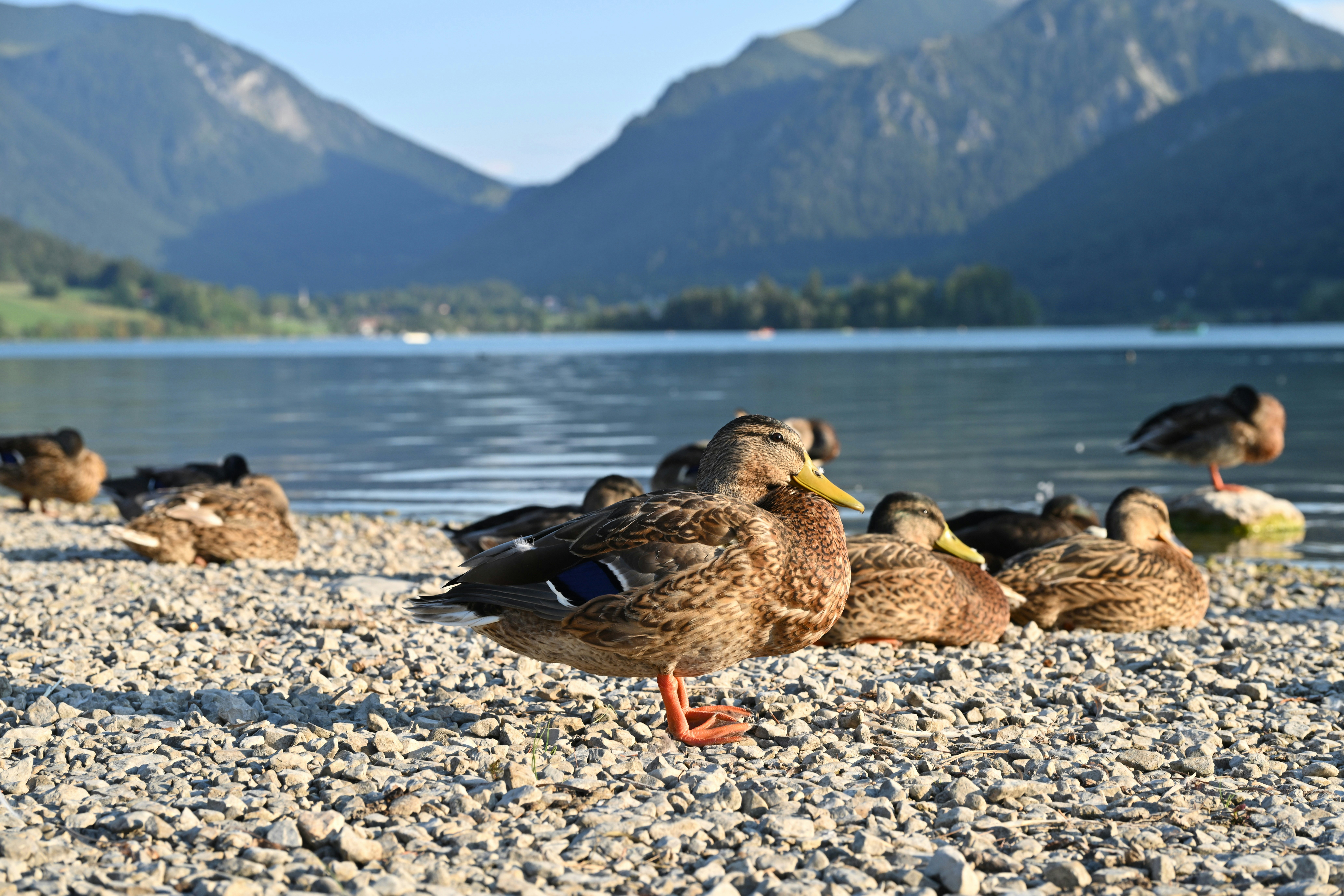 Group of ducks rests on a pebbled shoreline with a calm lake and distant mountains in the background. The scene emphasizes natural textures and tranquil lakeside atmosphere.
