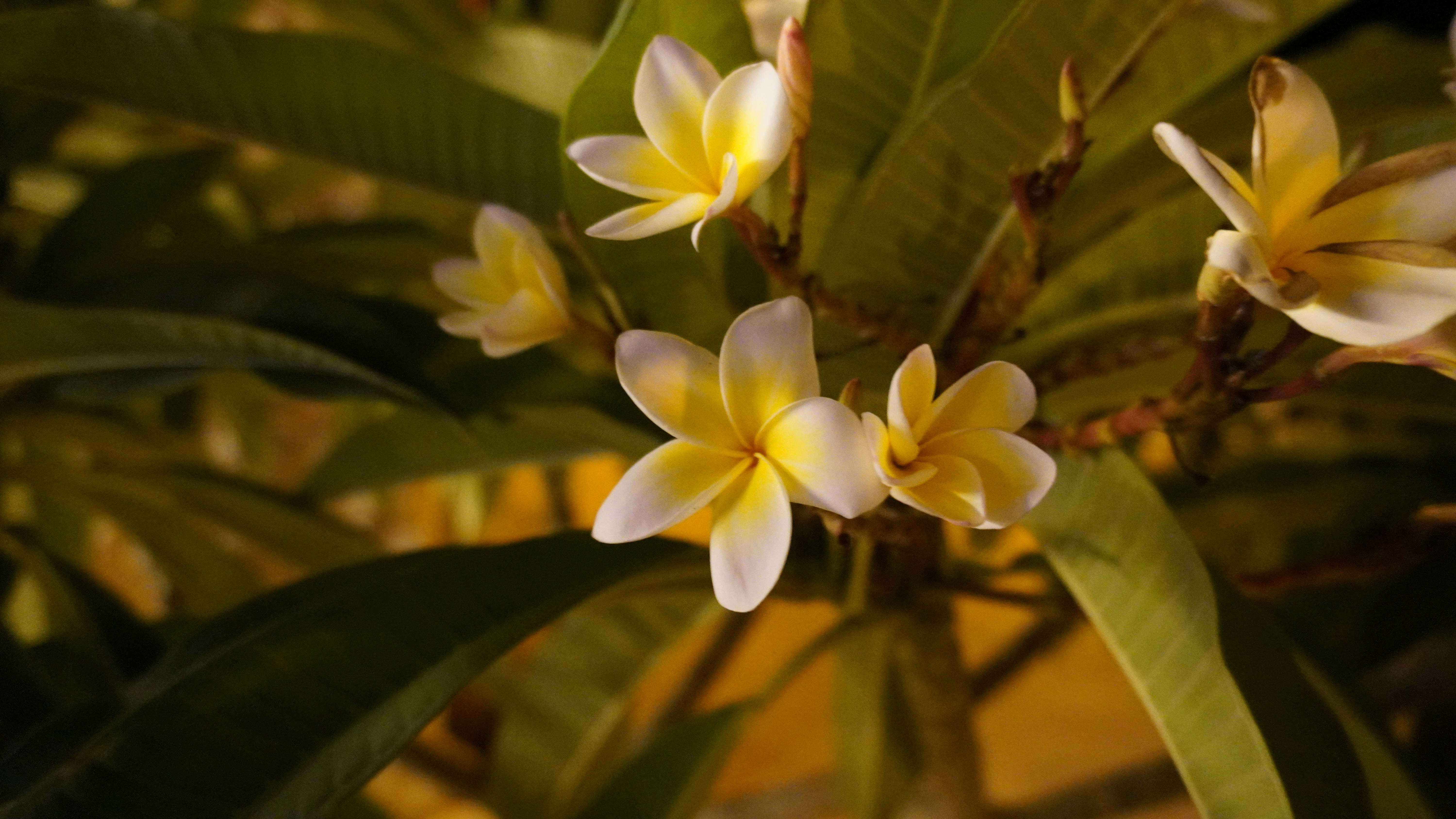 Soft Frangipani Glow Among Dark Green Fronds