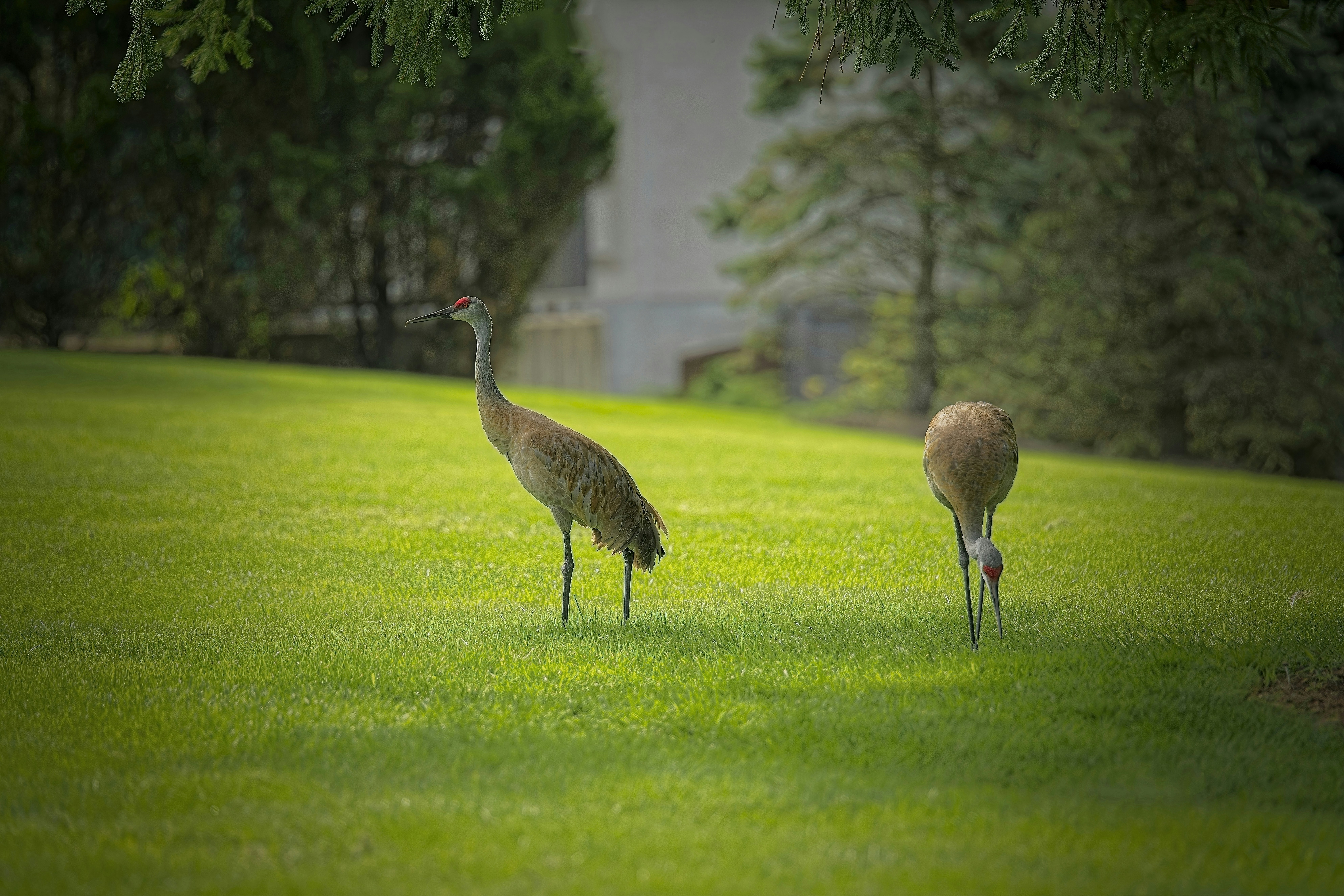 Two cranes stand on a sunlit lawn beneath overhanging branches; one grazes while the other surveys the area, set against a soft, blurred backdrop of trees and a distant building.