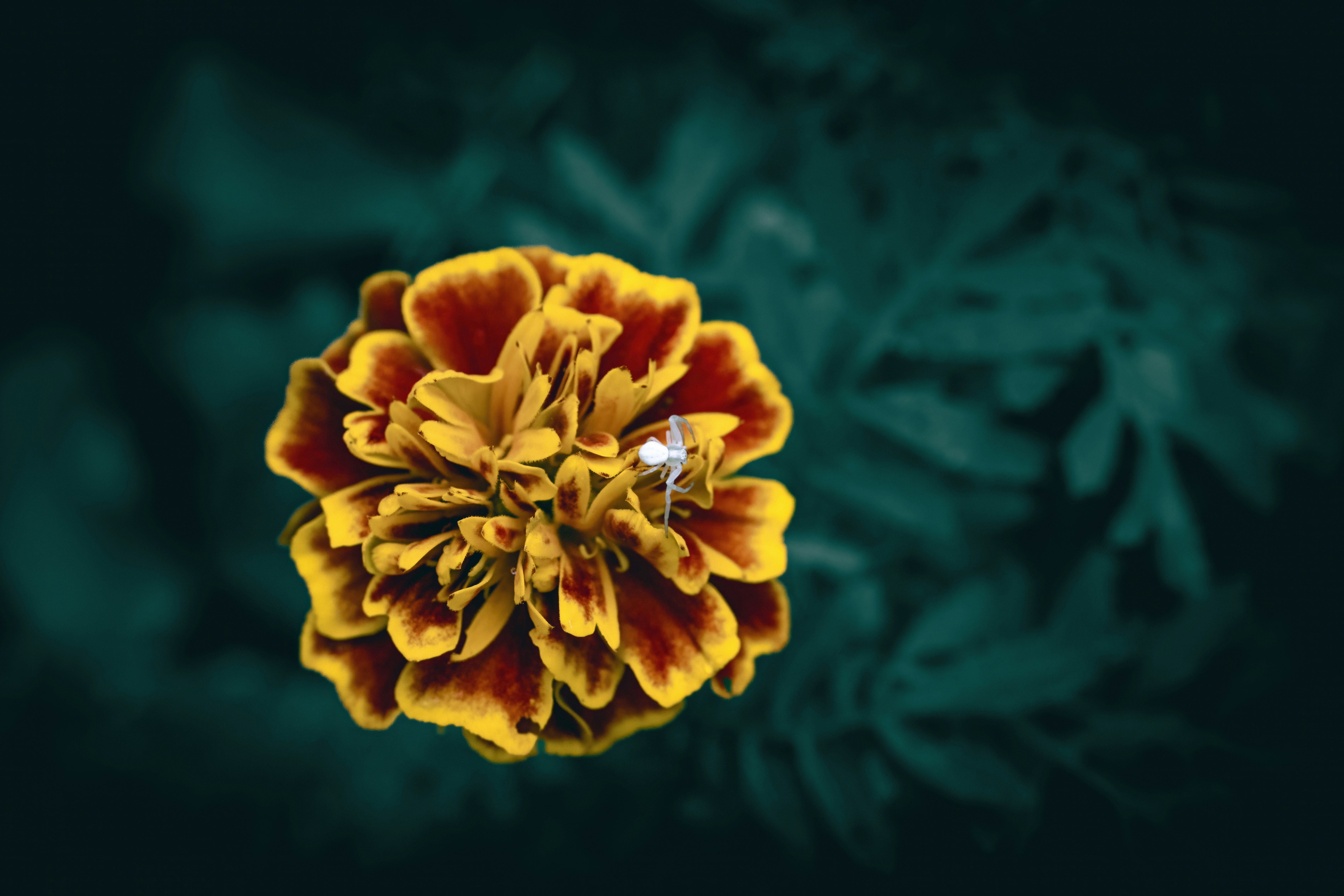Golden Marigold in Velvet Darkness