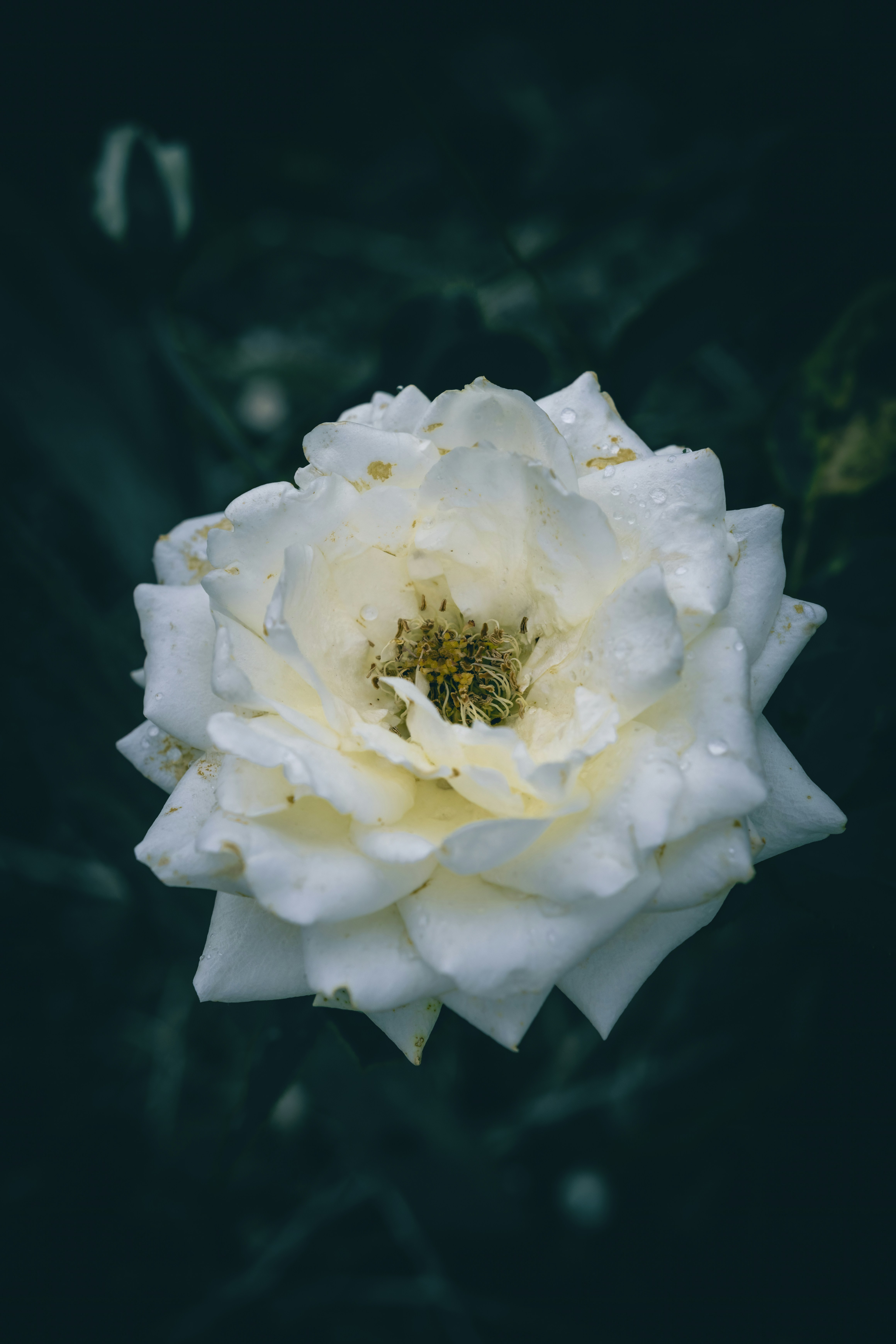 White rose in soft focus tropical green backdrop