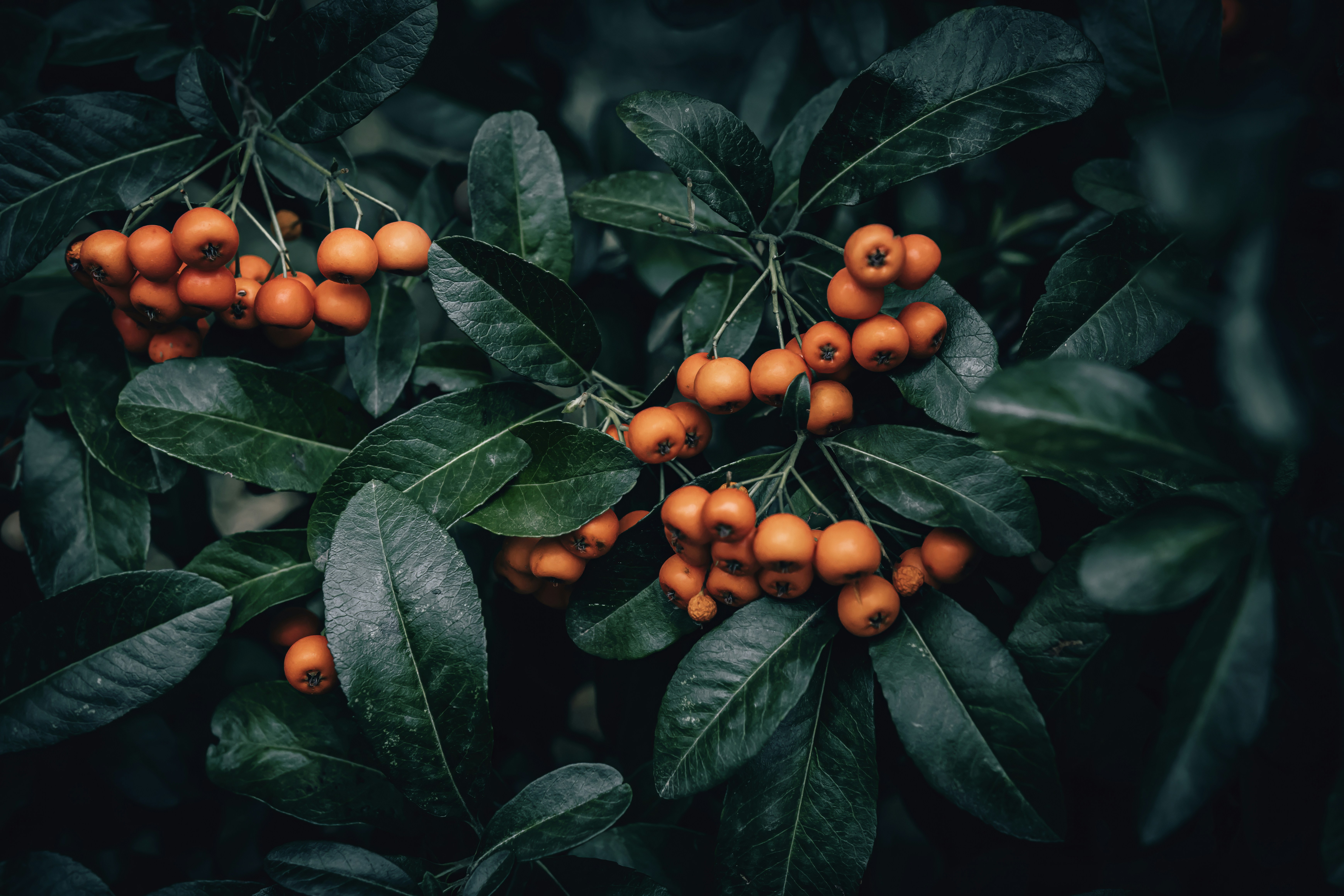 Amber Berries on Moonlit Evergreen