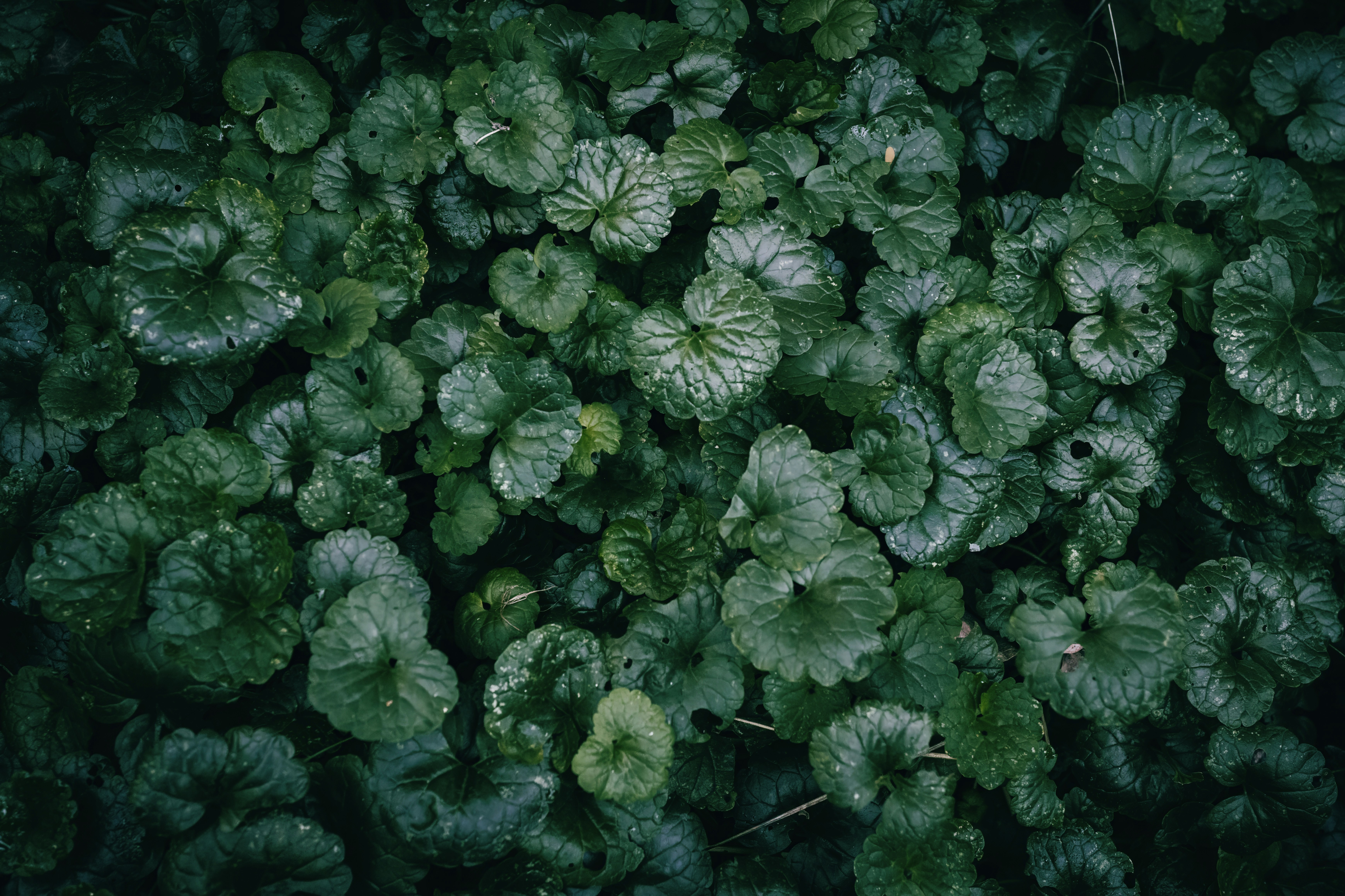 Midnight Lagoon: A Sea of Green Textures