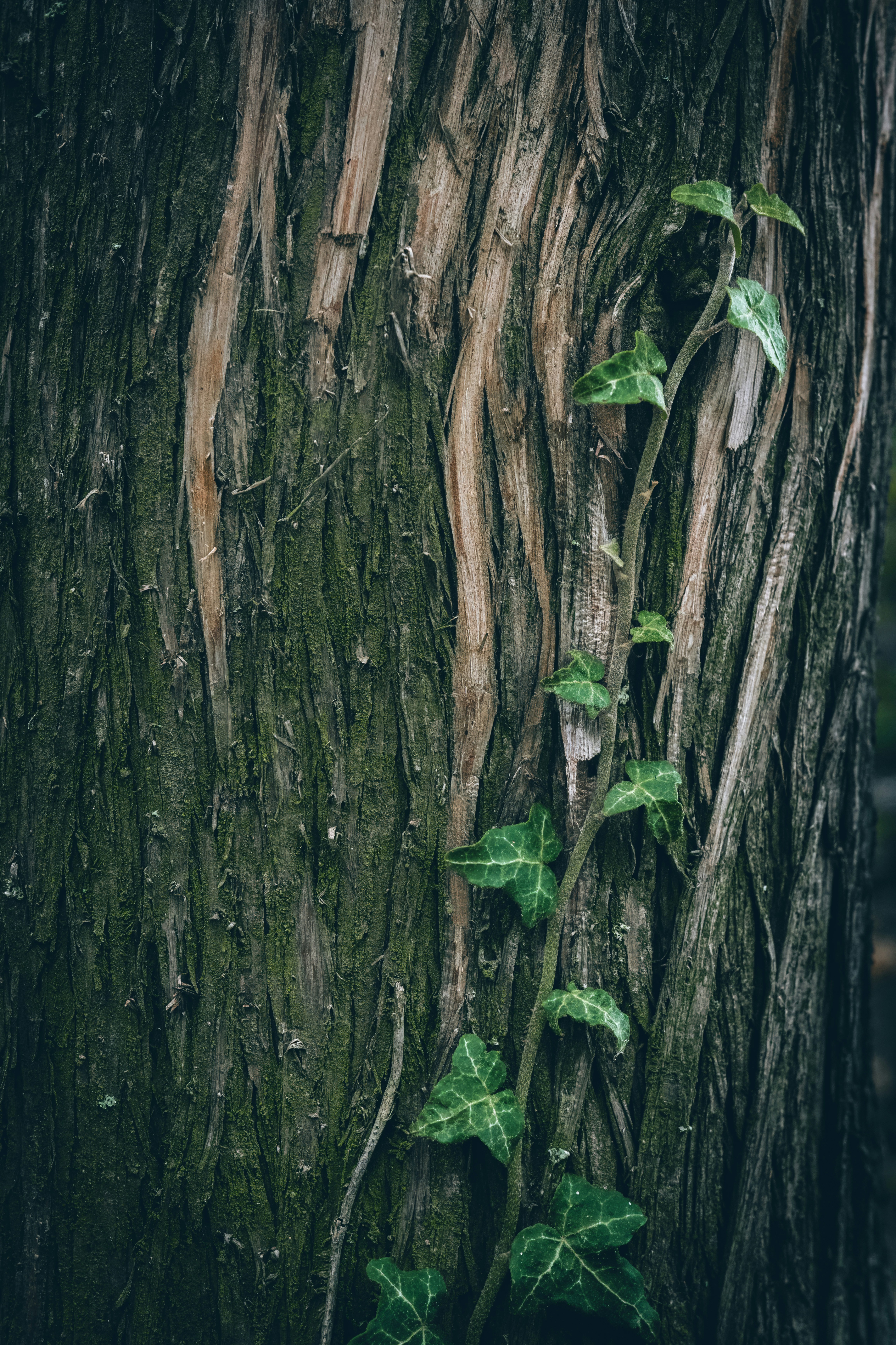 Green Ivy Cling to Ancient Bark