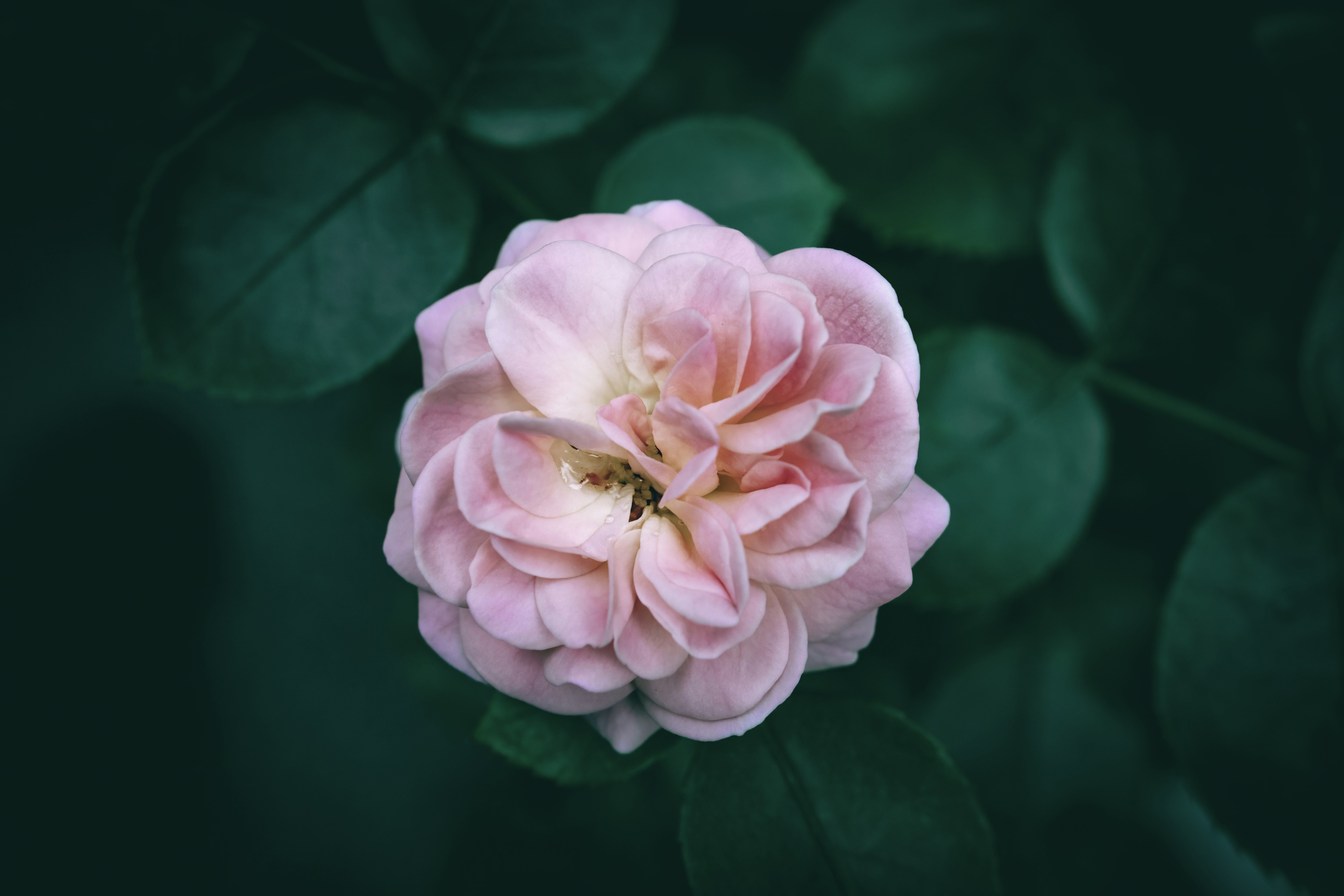 Soft-pink Rose in Moody Green World