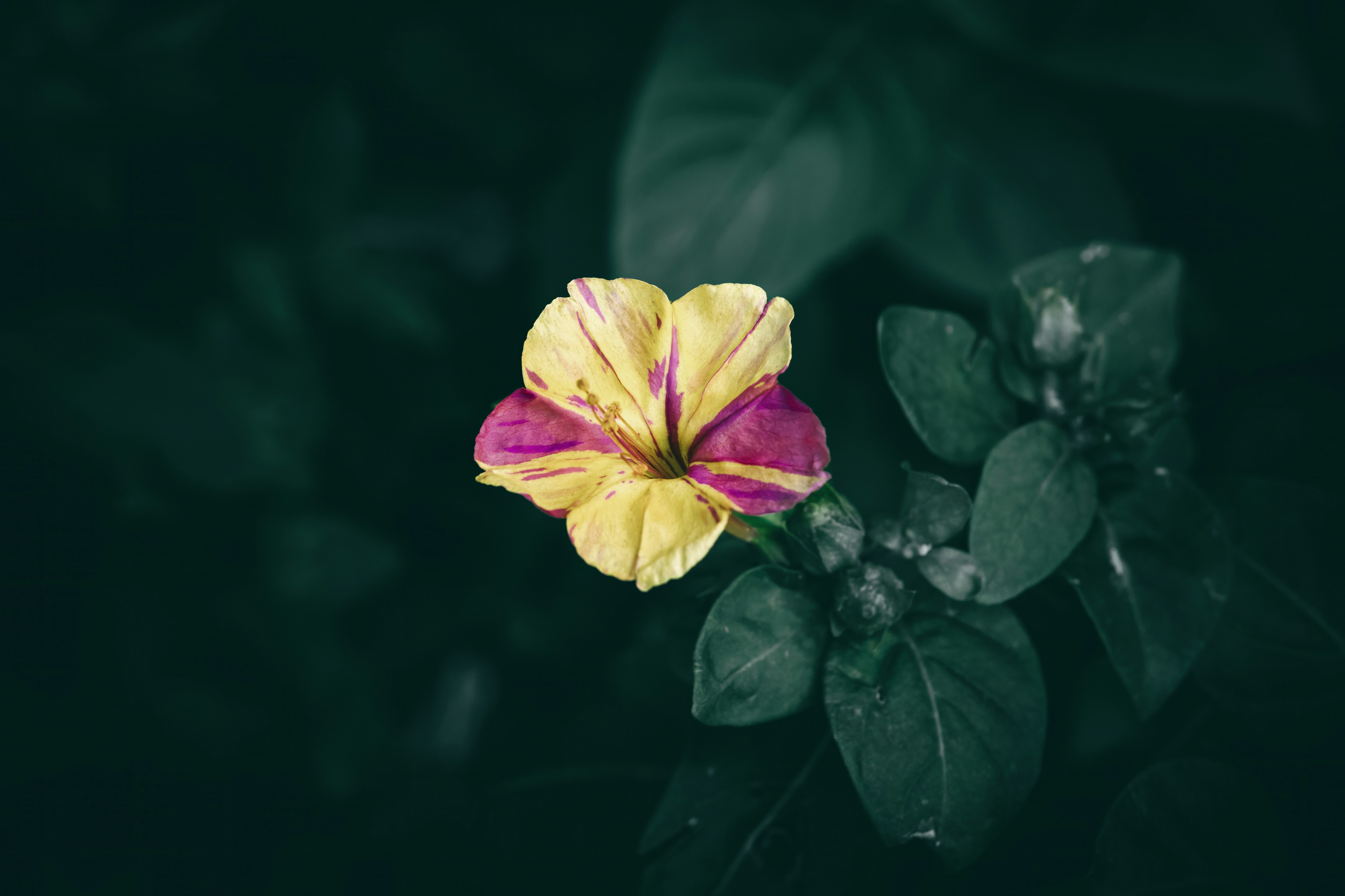 A Lone Marigold Amid Deep Verdure