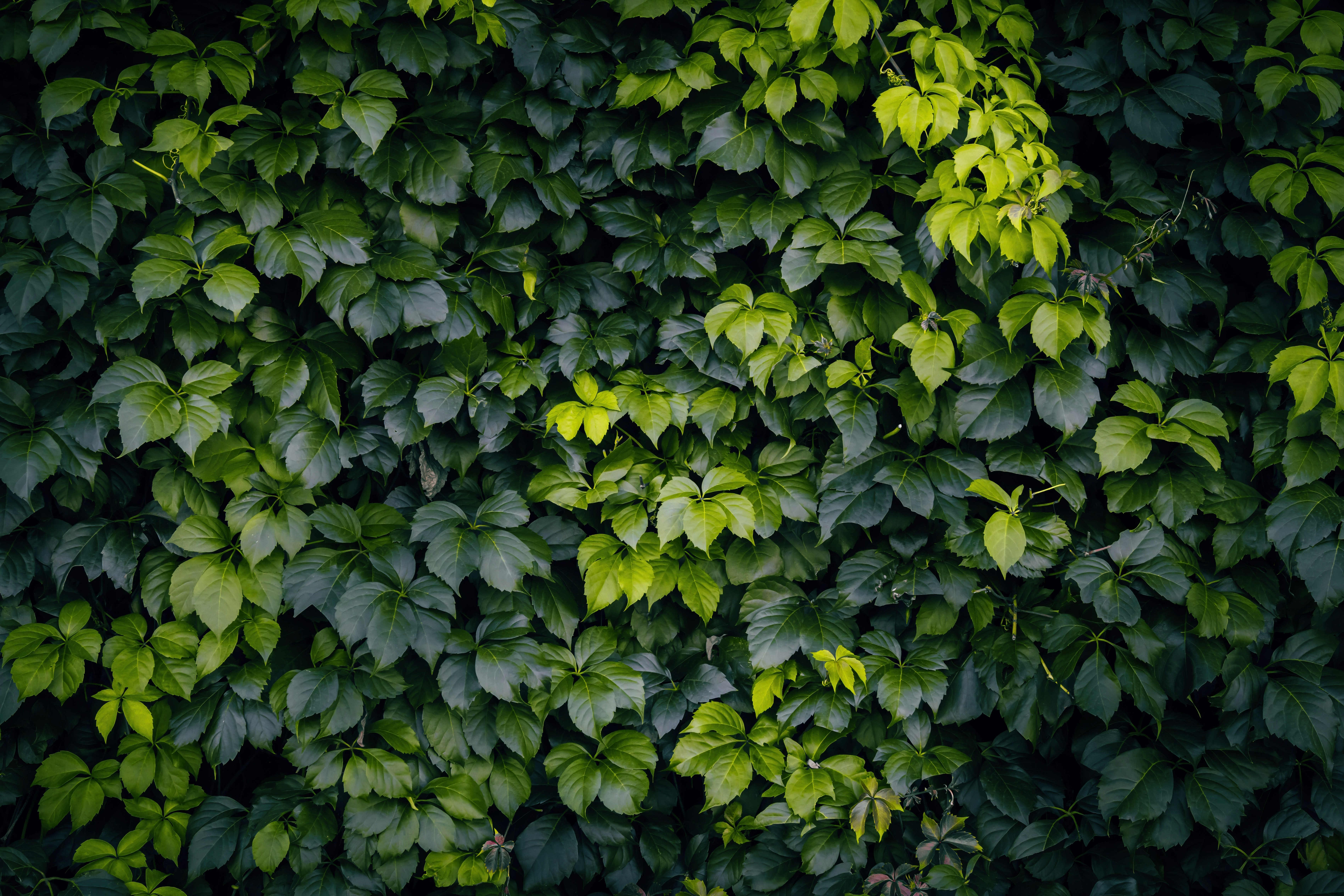 Shade-born Ivy tapestry: emerald leaves cascading across a sunlit lattice