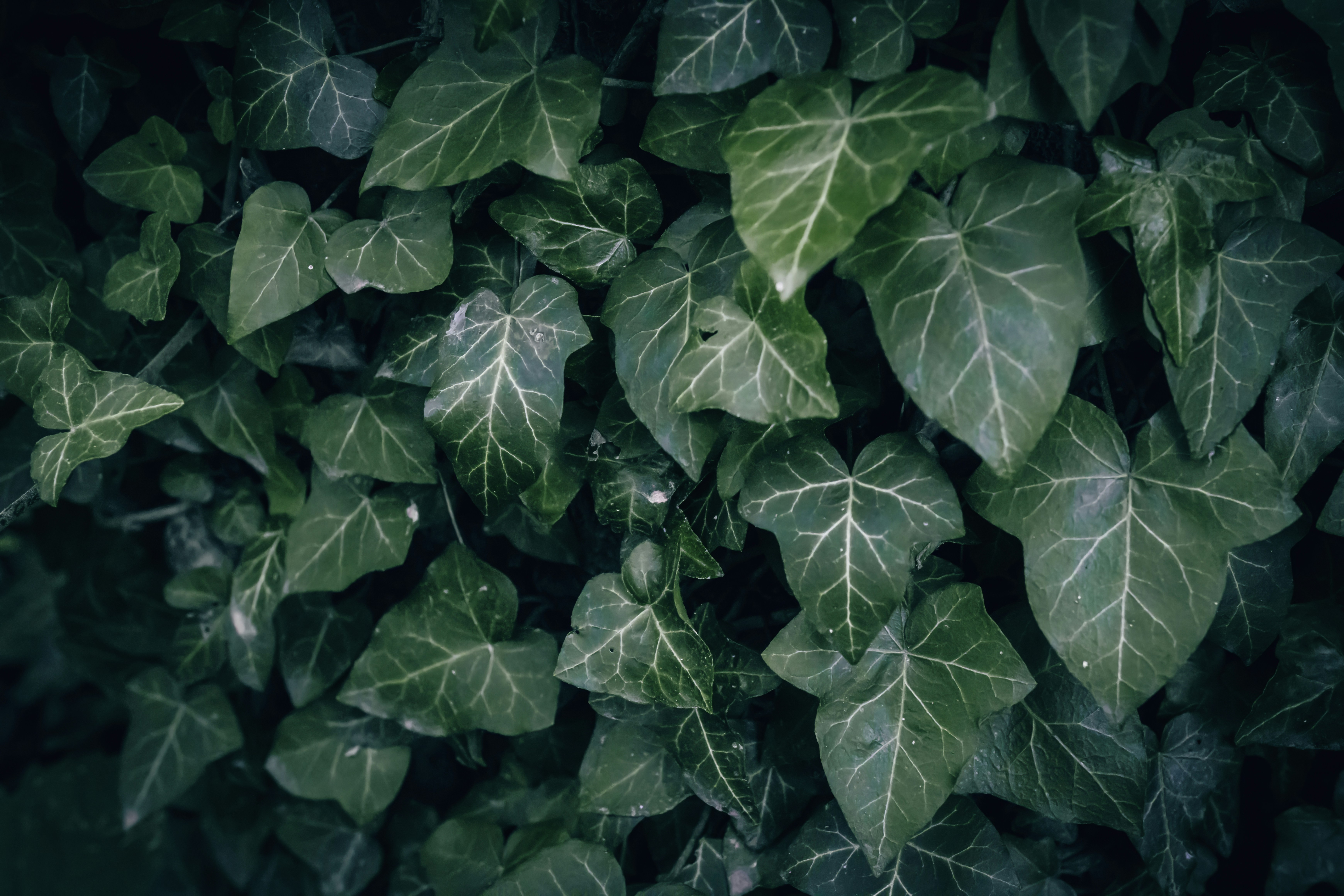 Verdant Veil: Close Mat of Ivy Leaves