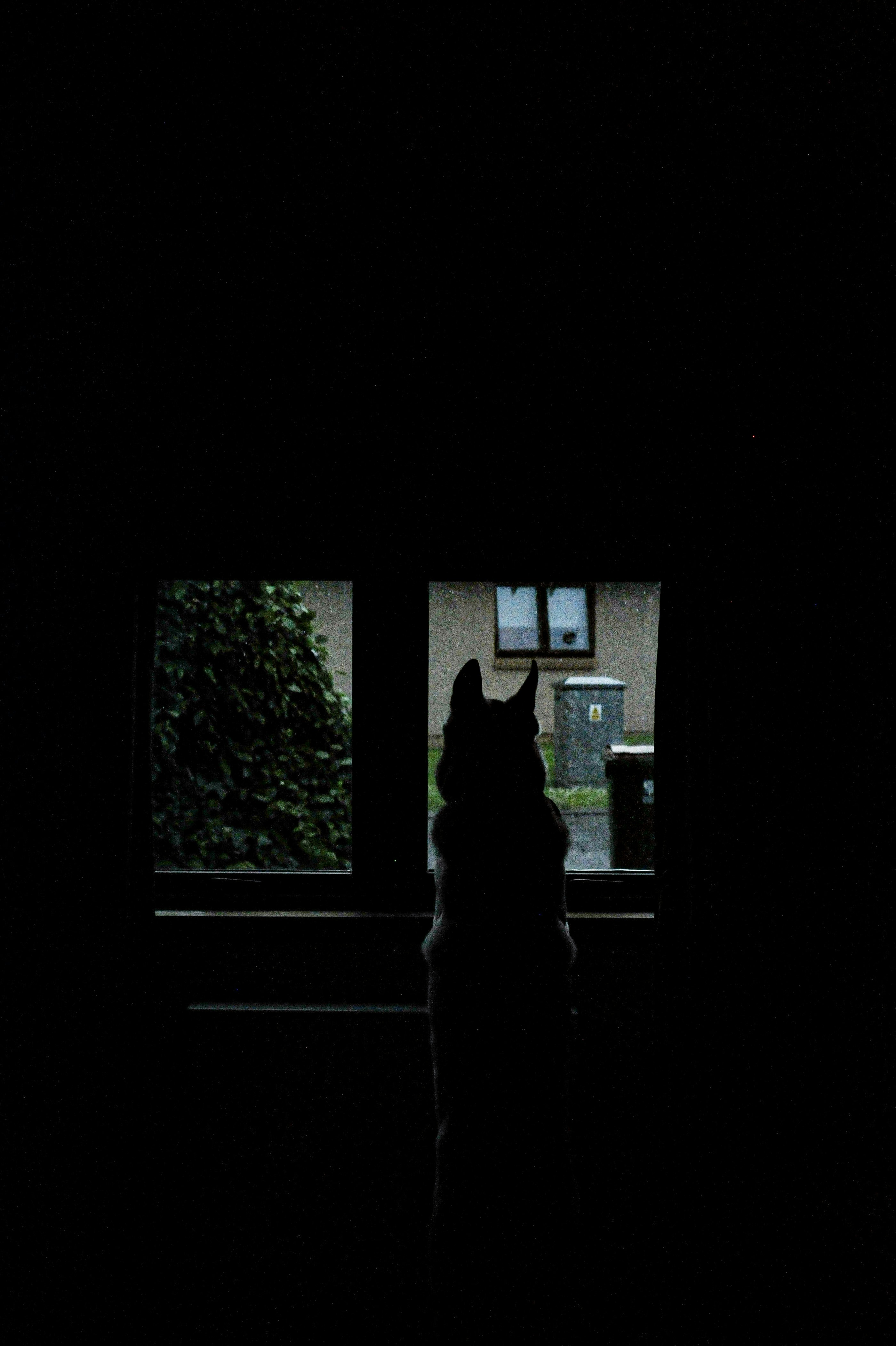 Night Window Gazer: A Silhouette at the Threshold