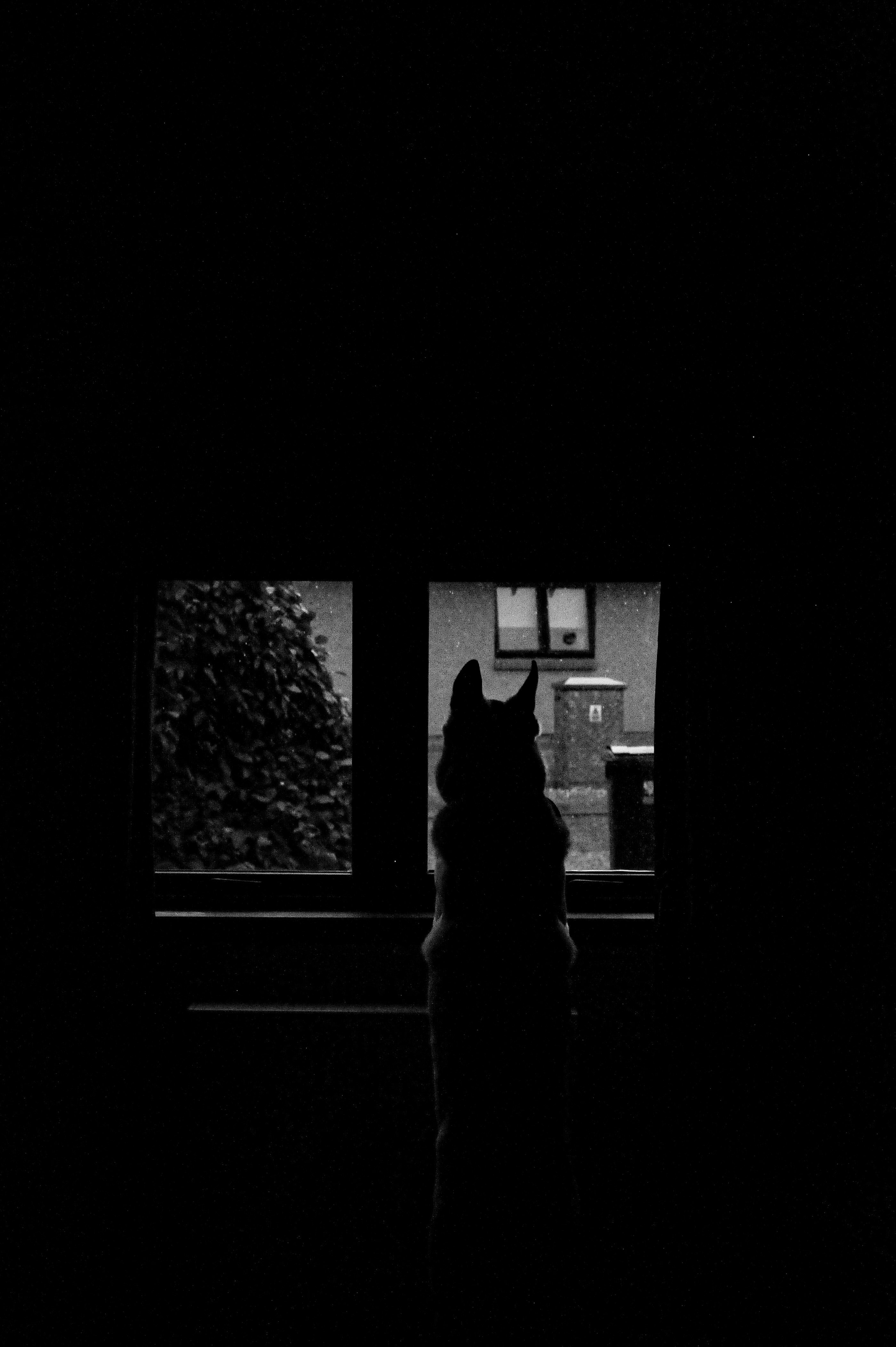Night Vigil at the Window: A Silhouette of Curiosity