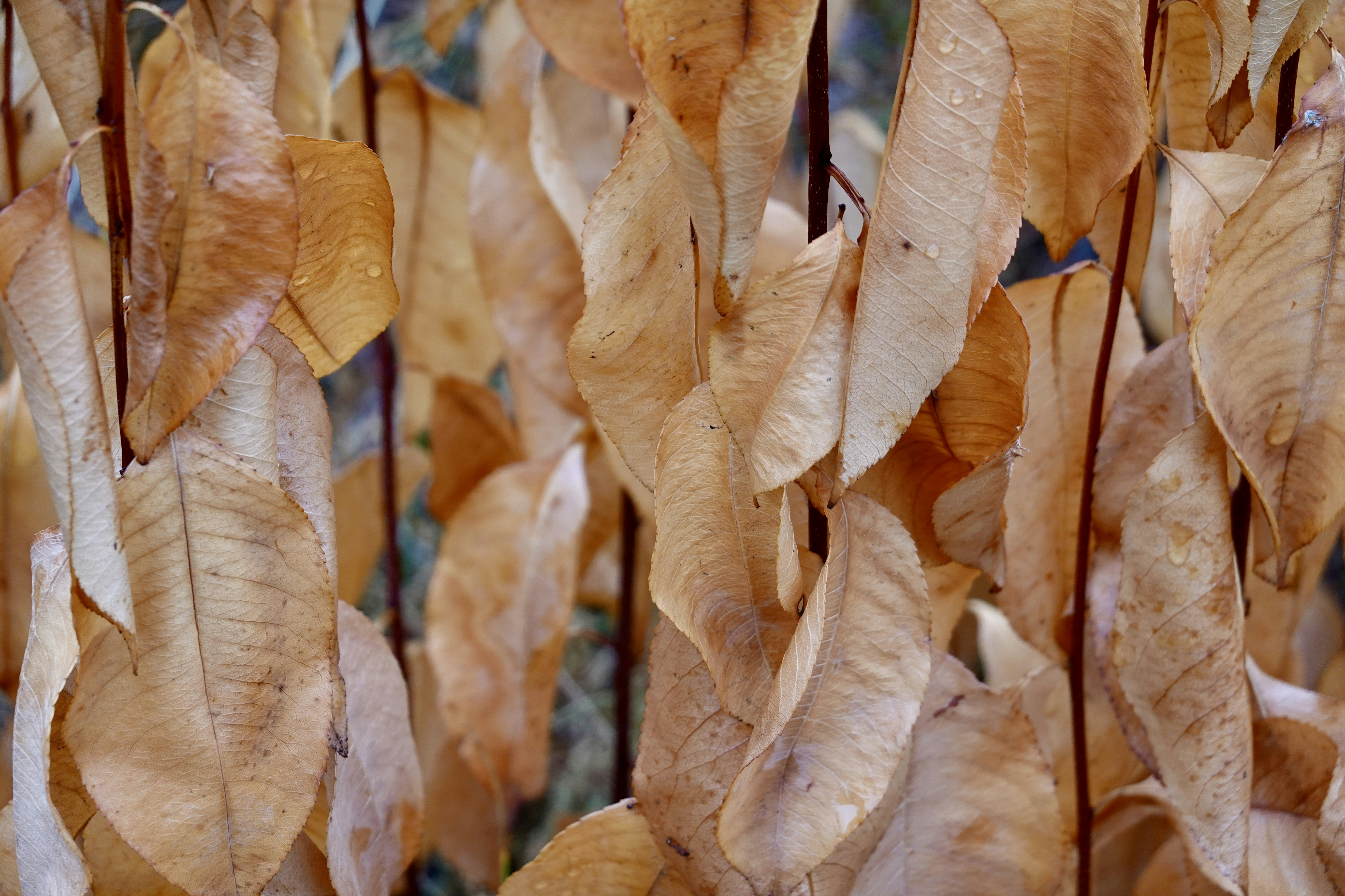 Autumn Veil: Golden Leaves in Quiet Clusters