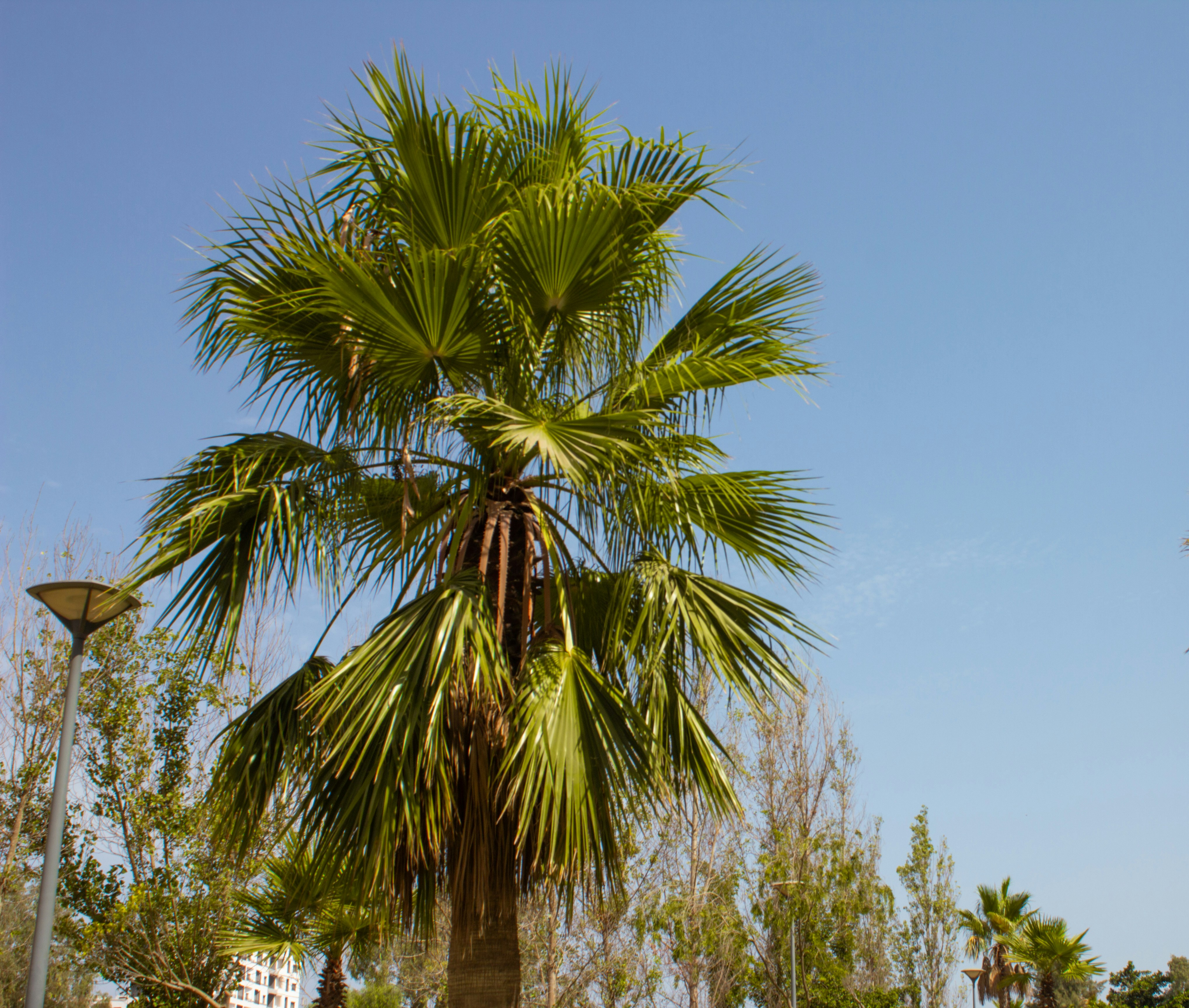 Palm Crown Against a Clear Day