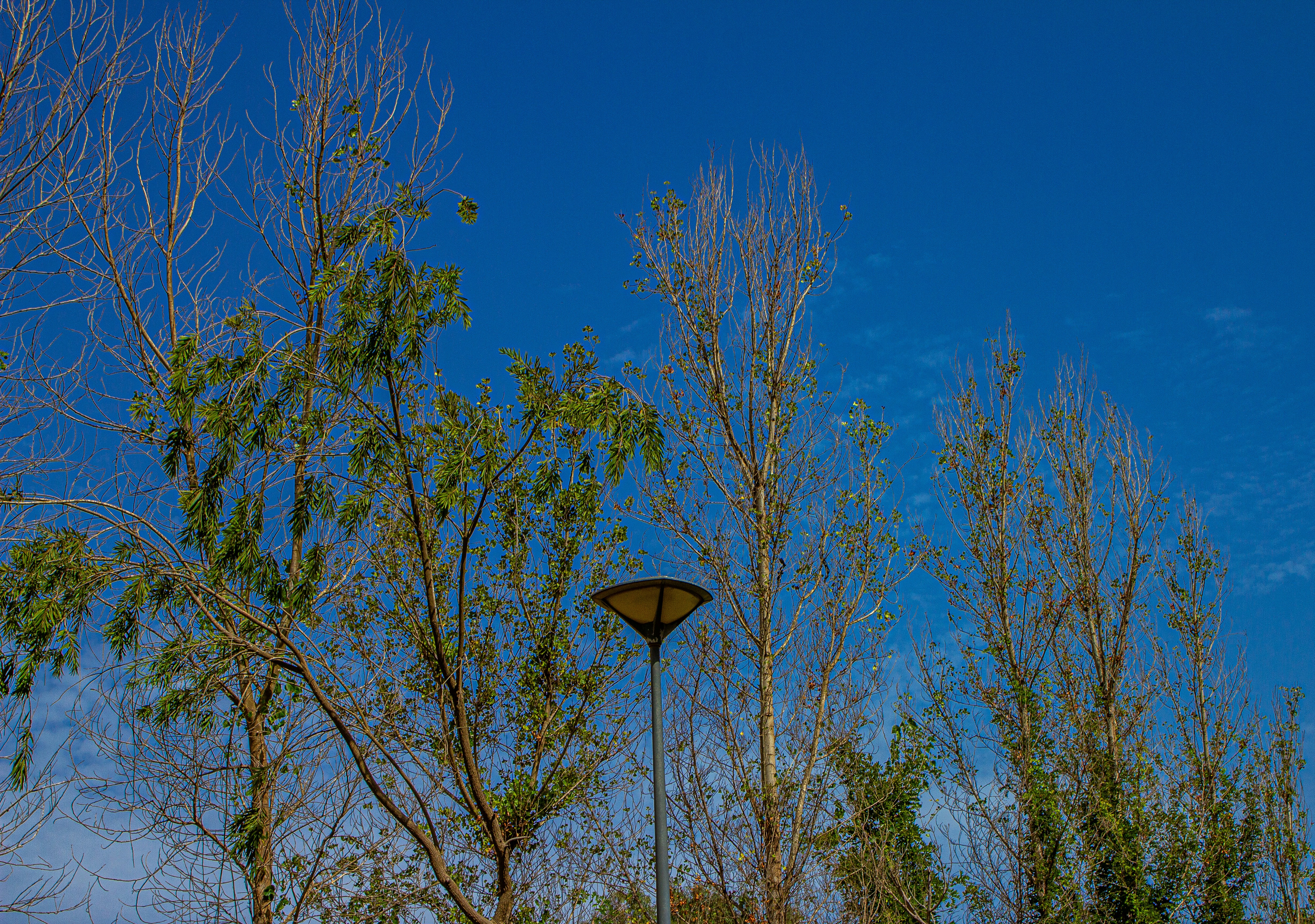 Luminous Sky Above Leafless Towers