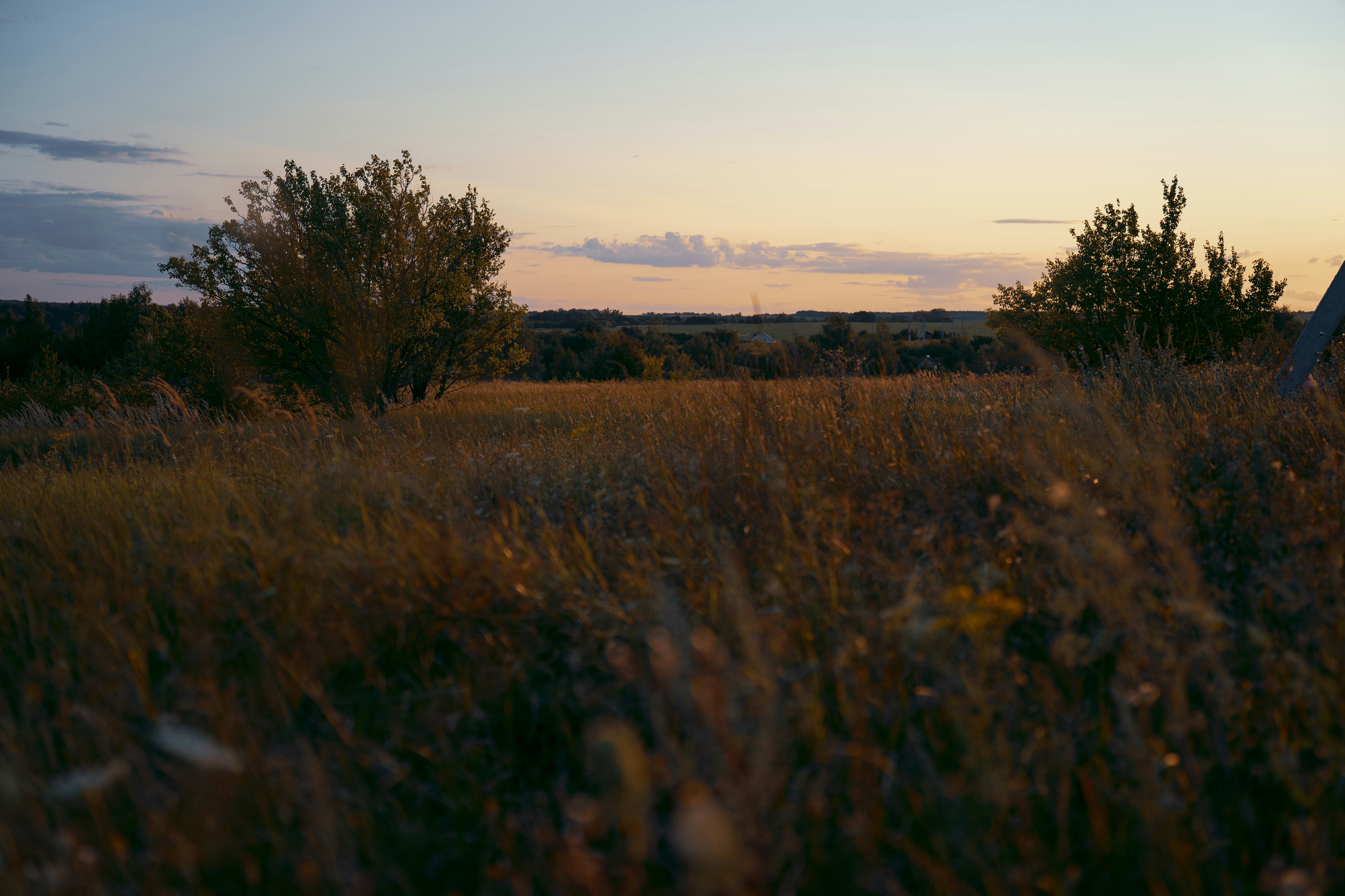 Sunset-lit meadow with tall grasses and distant shrubs under a pastel sky, conveying tranquil openness. A natural landscape scene.
