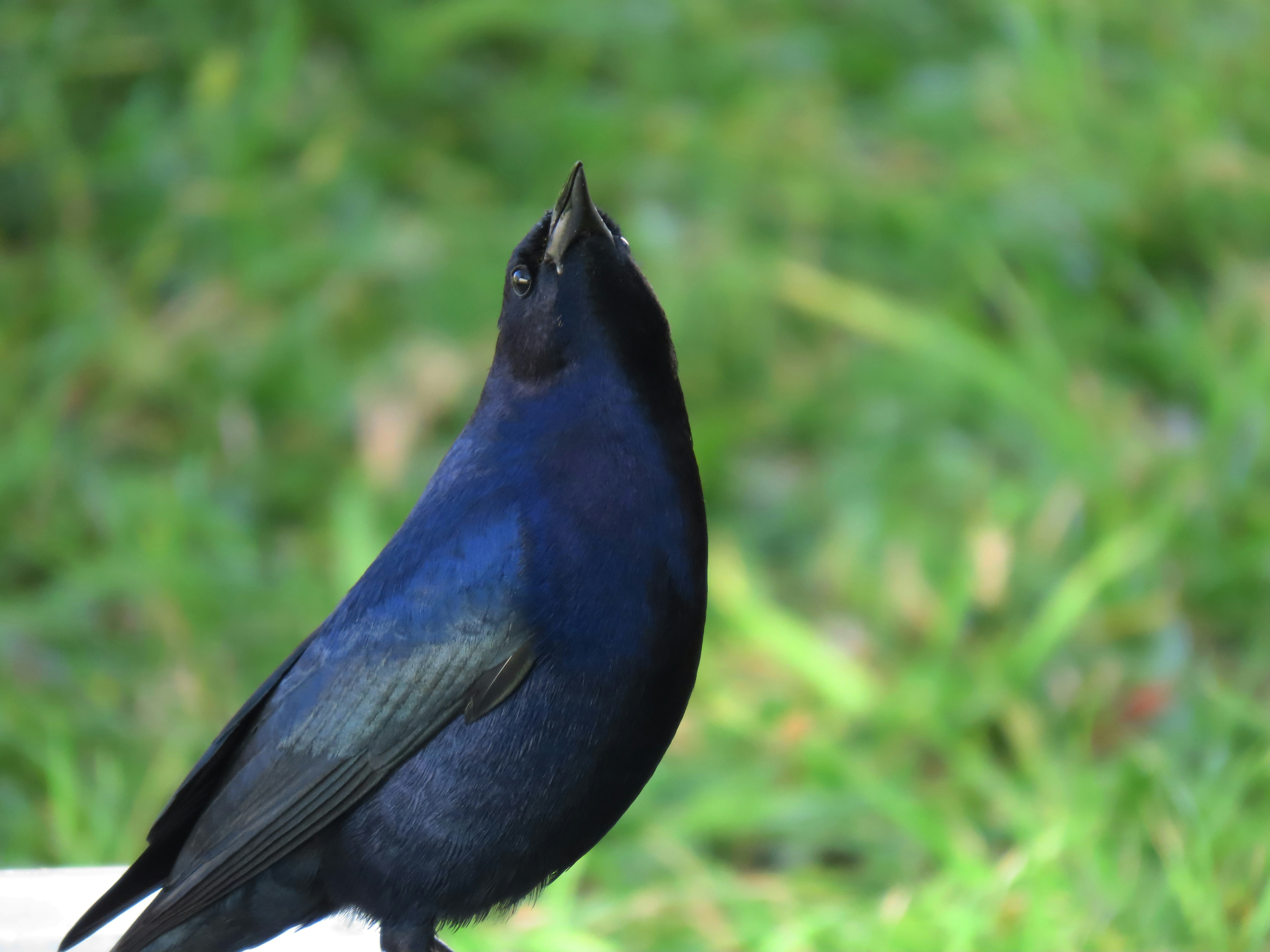 Azure Songster in a Meadow Pause