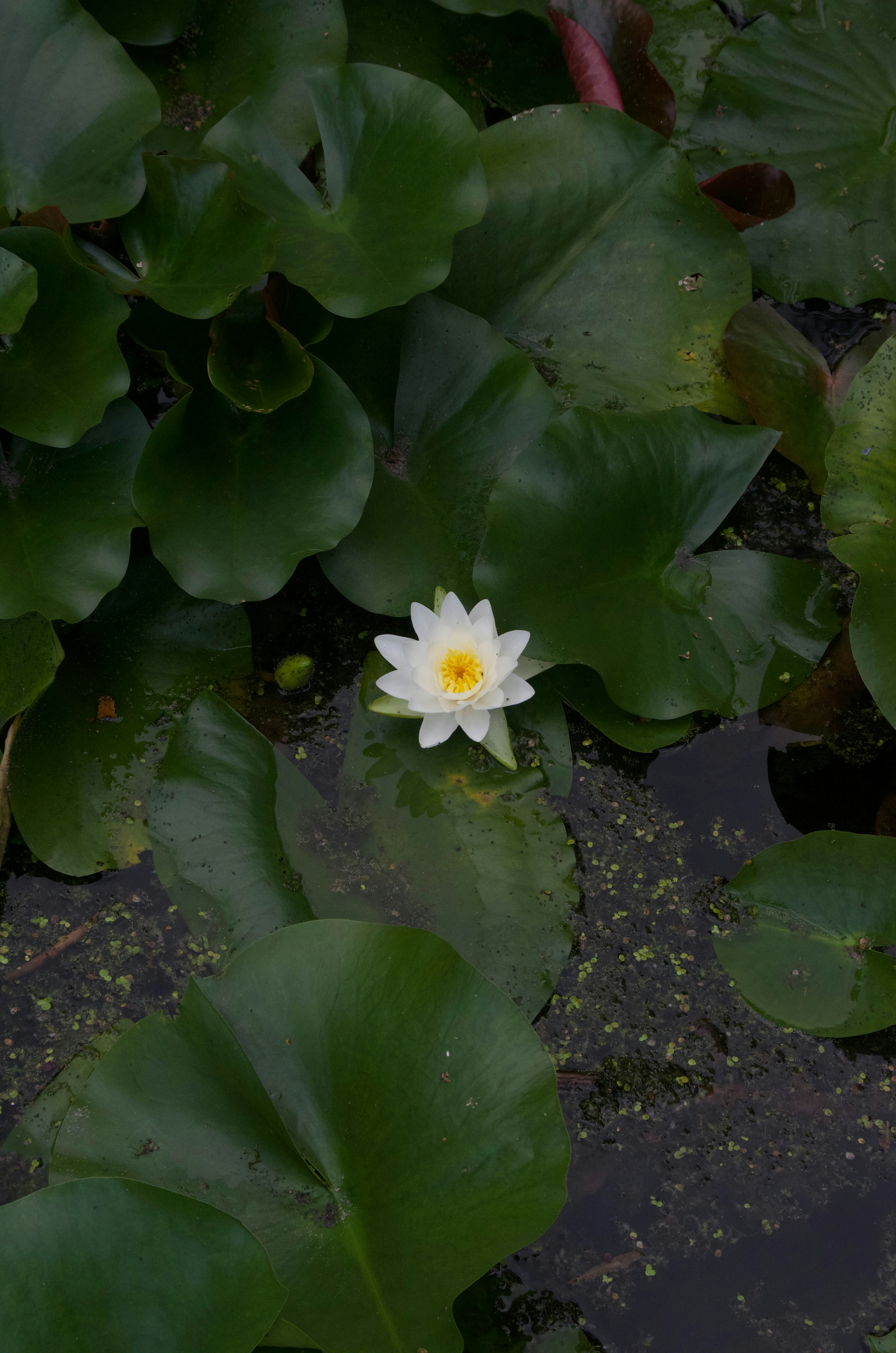 White lotus in a sea of green leaves