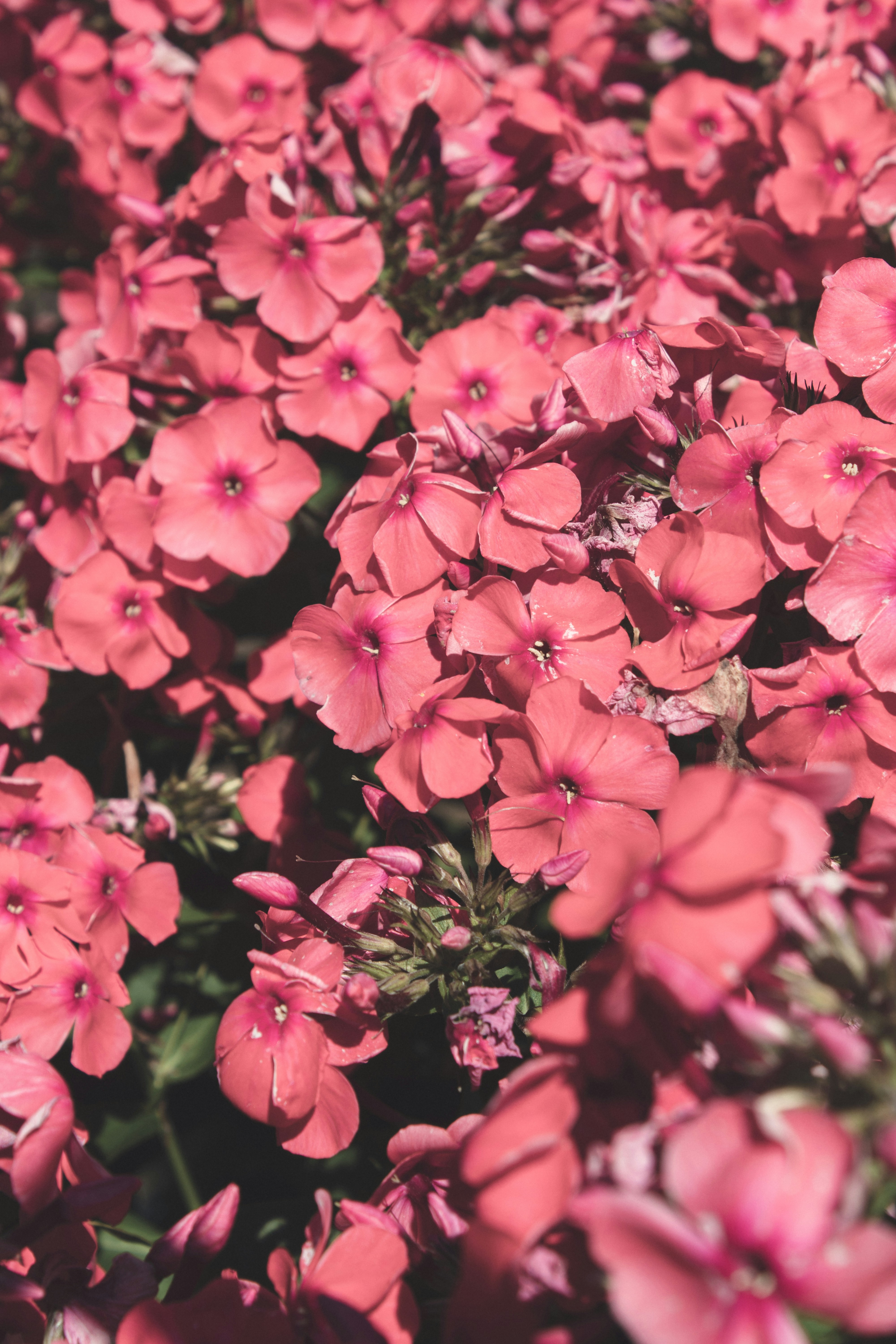 Petal Mosaic: Coral Hues in a Sunlit Bed of Phlox