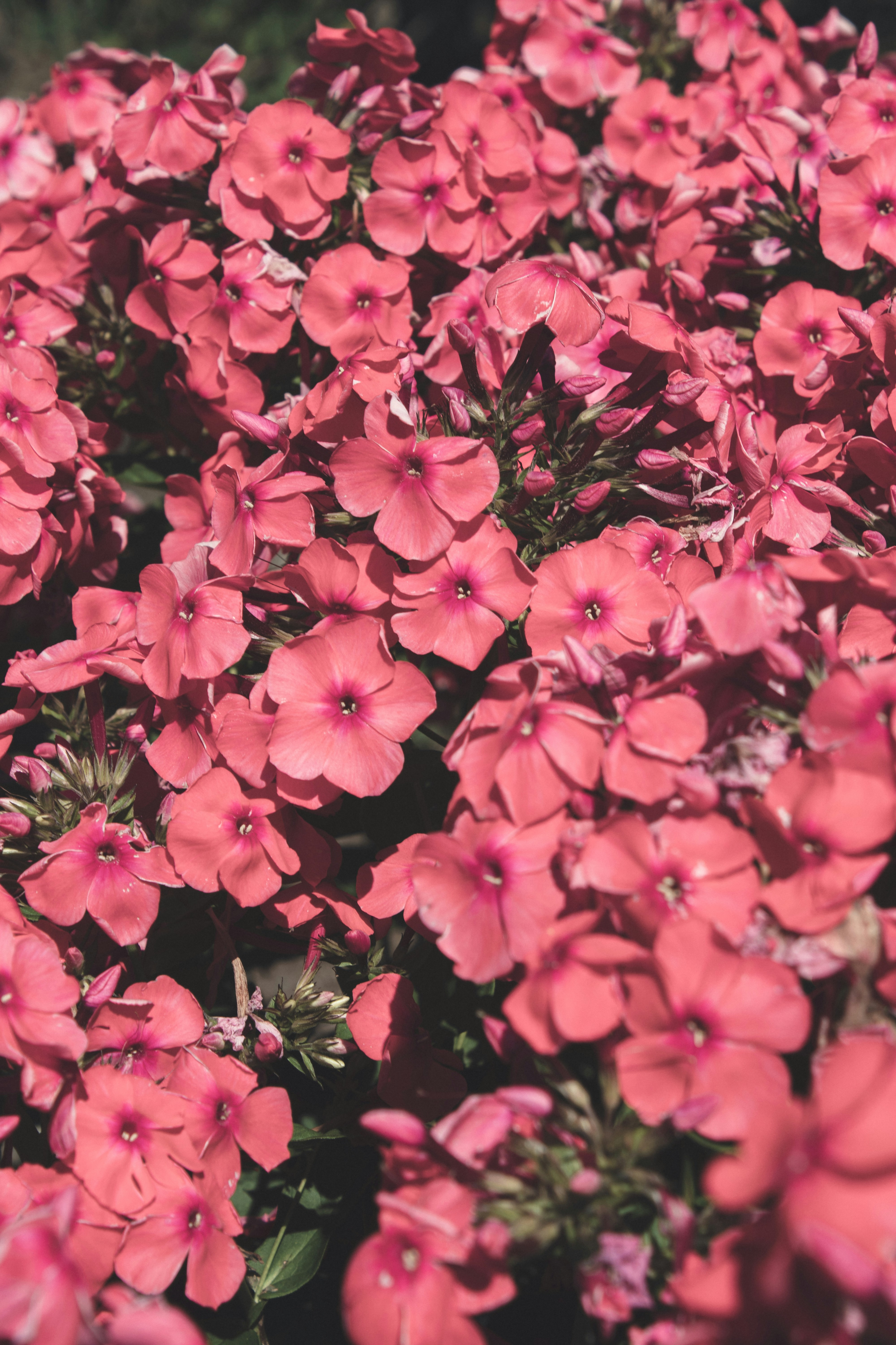 Coral Bloom: A Sea of Pink Petals